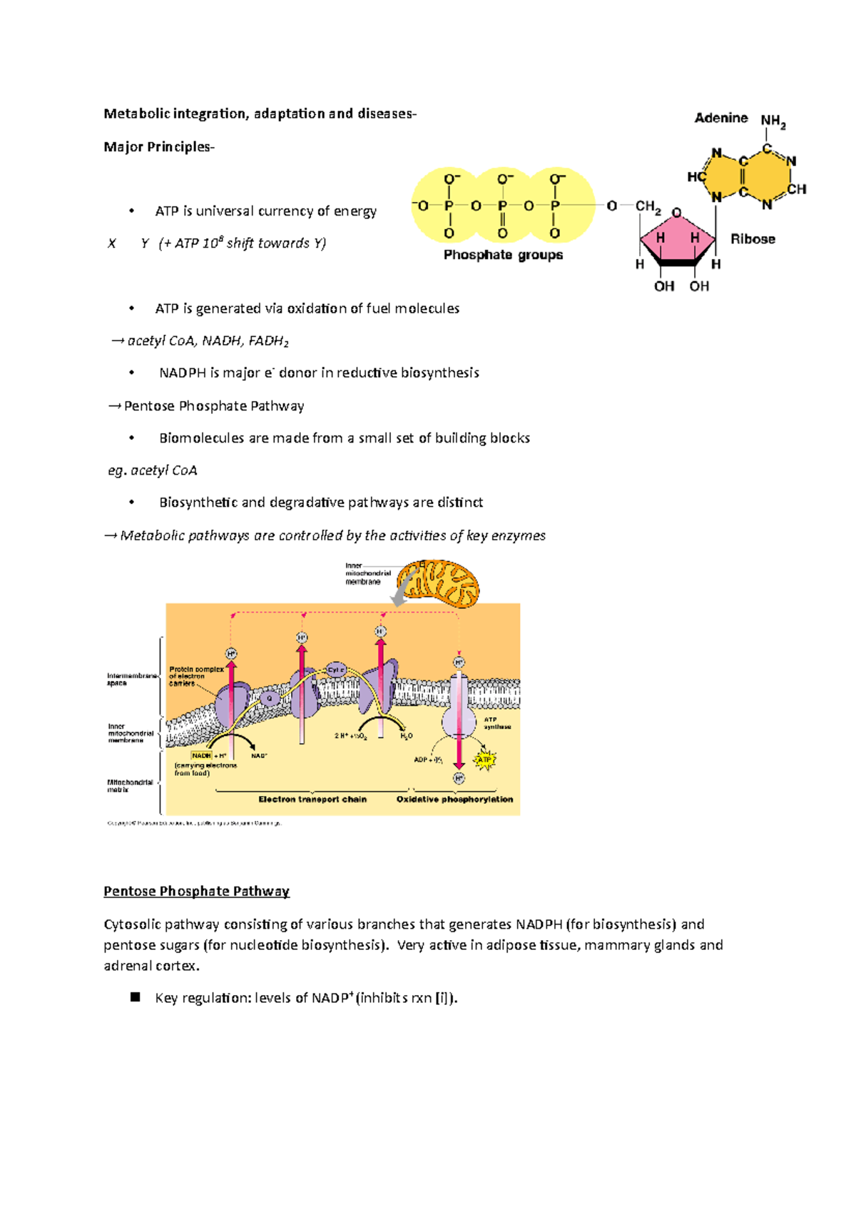 Metabolic integration 2 - acetyl CoA Biosynthetic and degradative ...