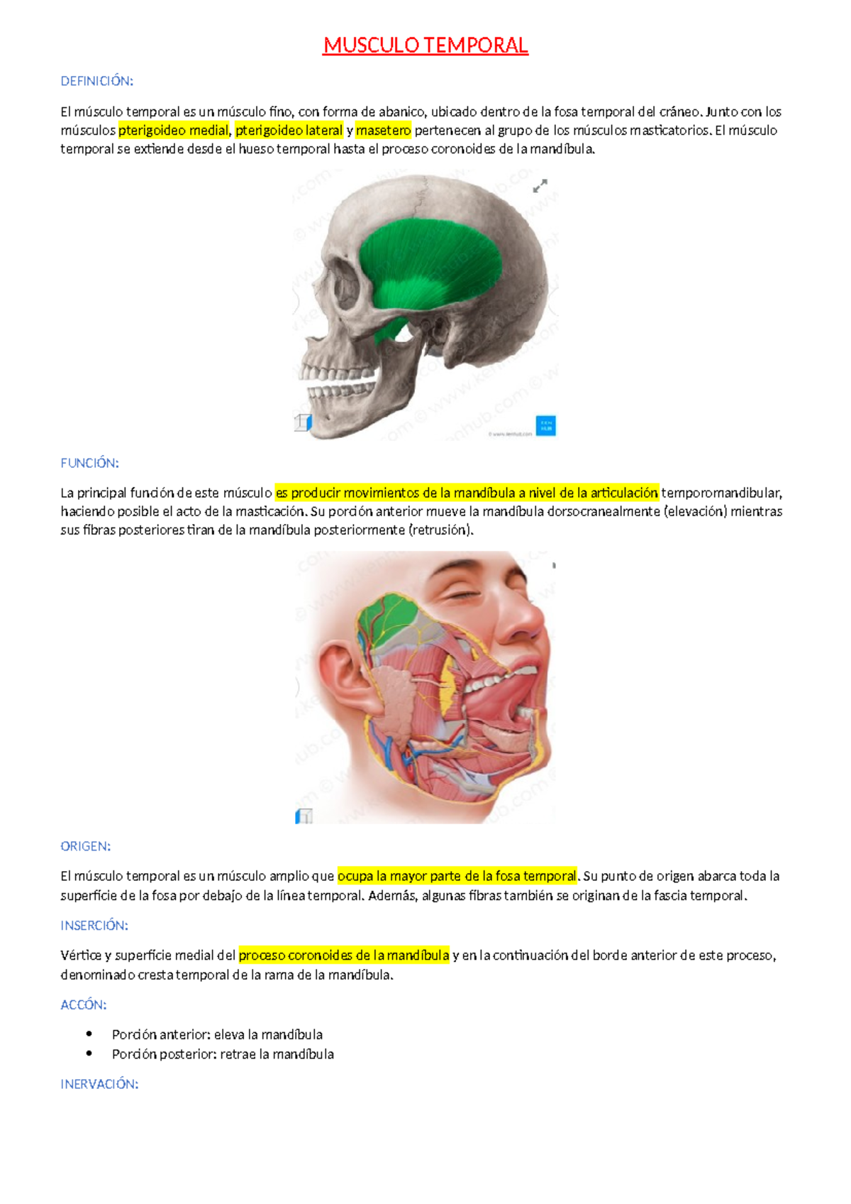 Musculo Temporal - MUSCULO TEMPORAL DEFINICIÓN: El músculo temporal es un músculo fino, con ...
