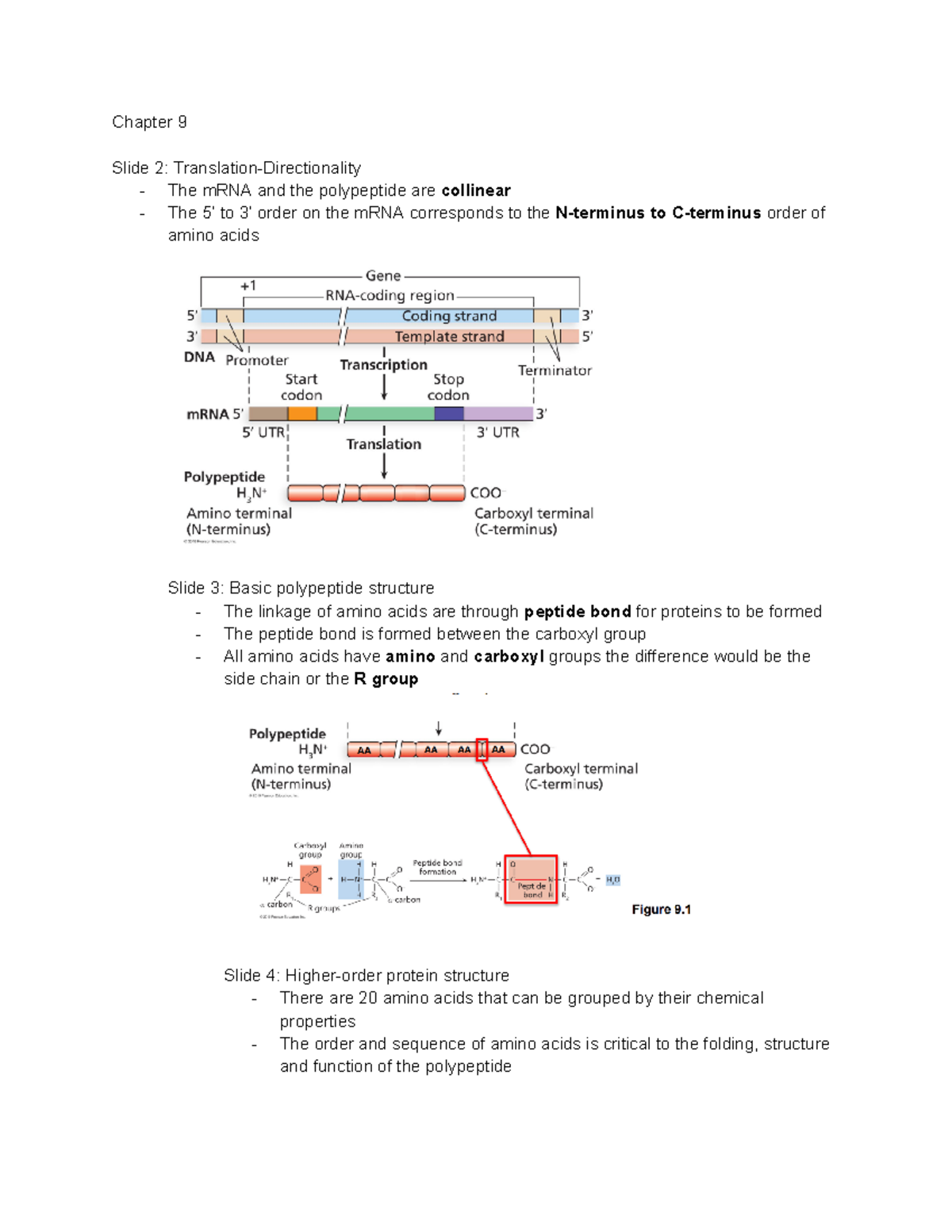 Chapter 9 bio 203 - Chapter 9 Slide 2: Translation-Directionality - The ...