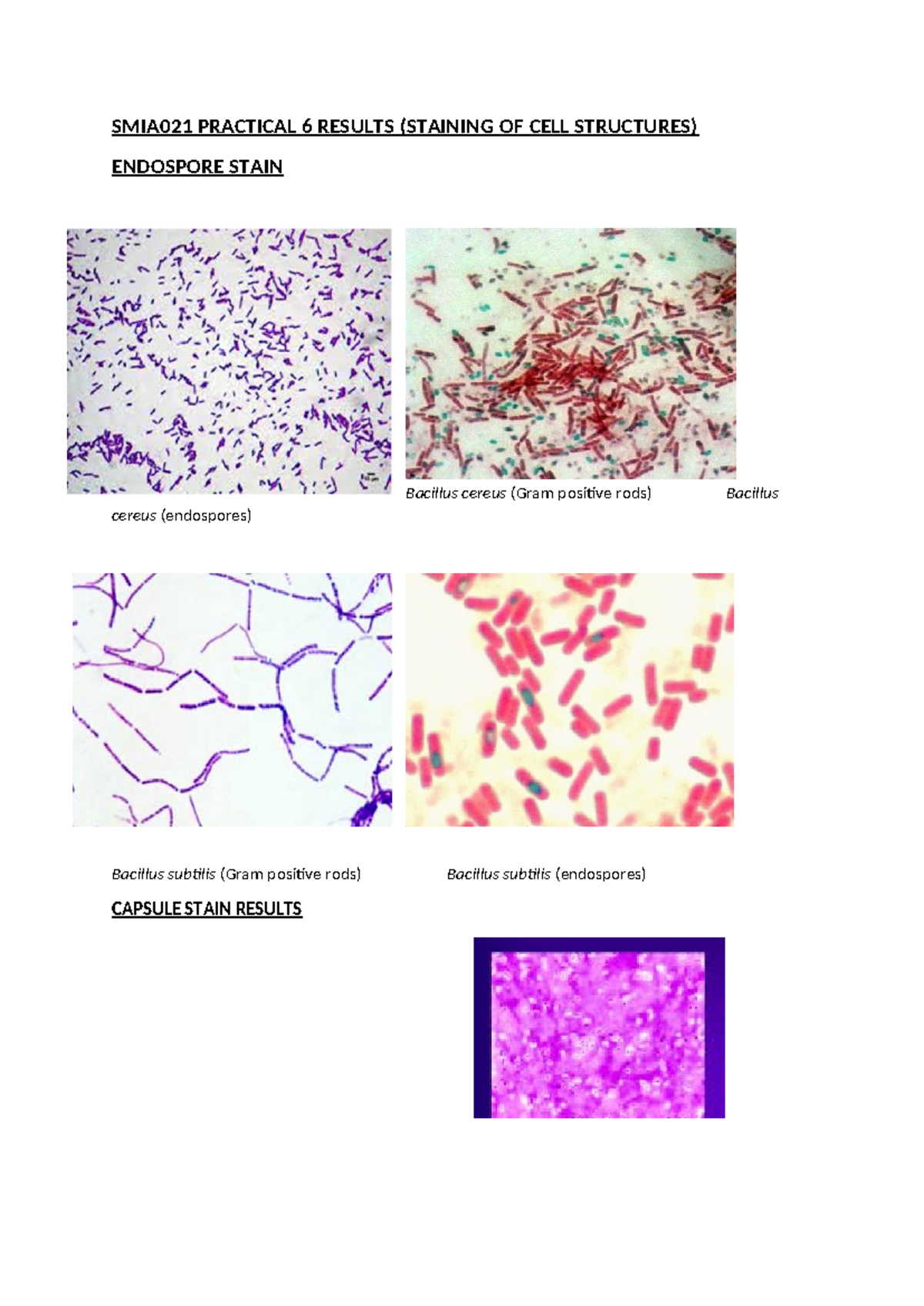 Practical 6 Results - FUNDAMENTAL MICROBIOLOGY ADDITIONAL MATERIAL - SMIA021 PRACTICAL 6 RESULTS ...