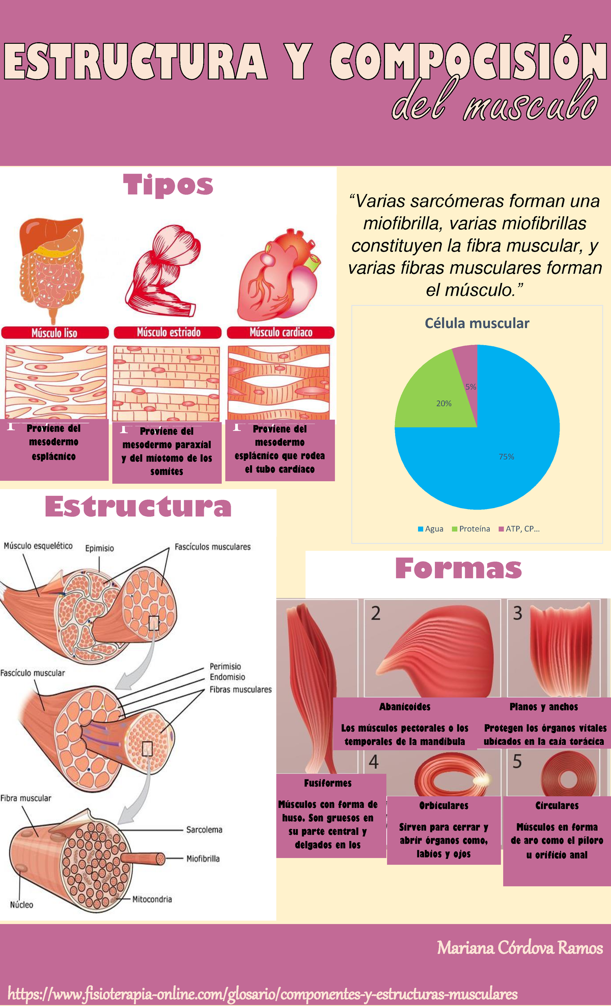 Infografia- muscular - Tipos Estructura Mariana Córdova Ramos - Studocu
