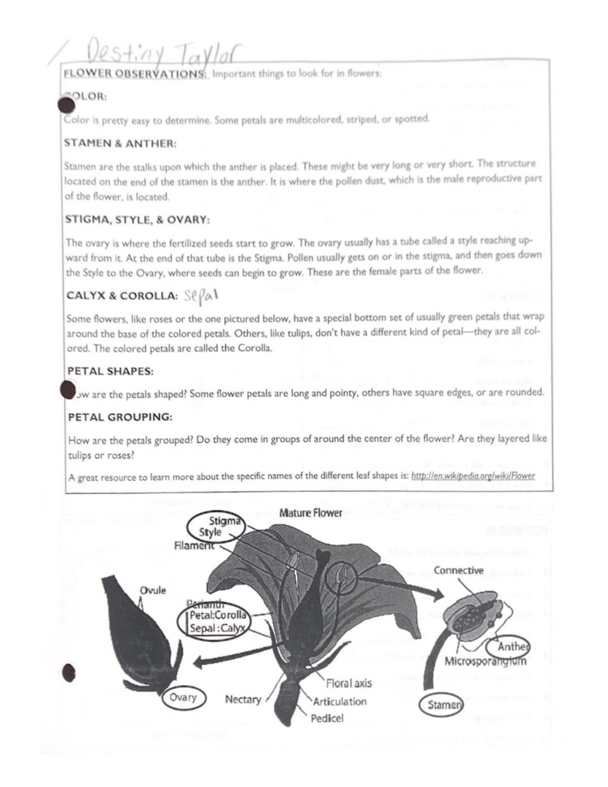 Flower and Tree Observation lab - BIO1121 - Studocu
