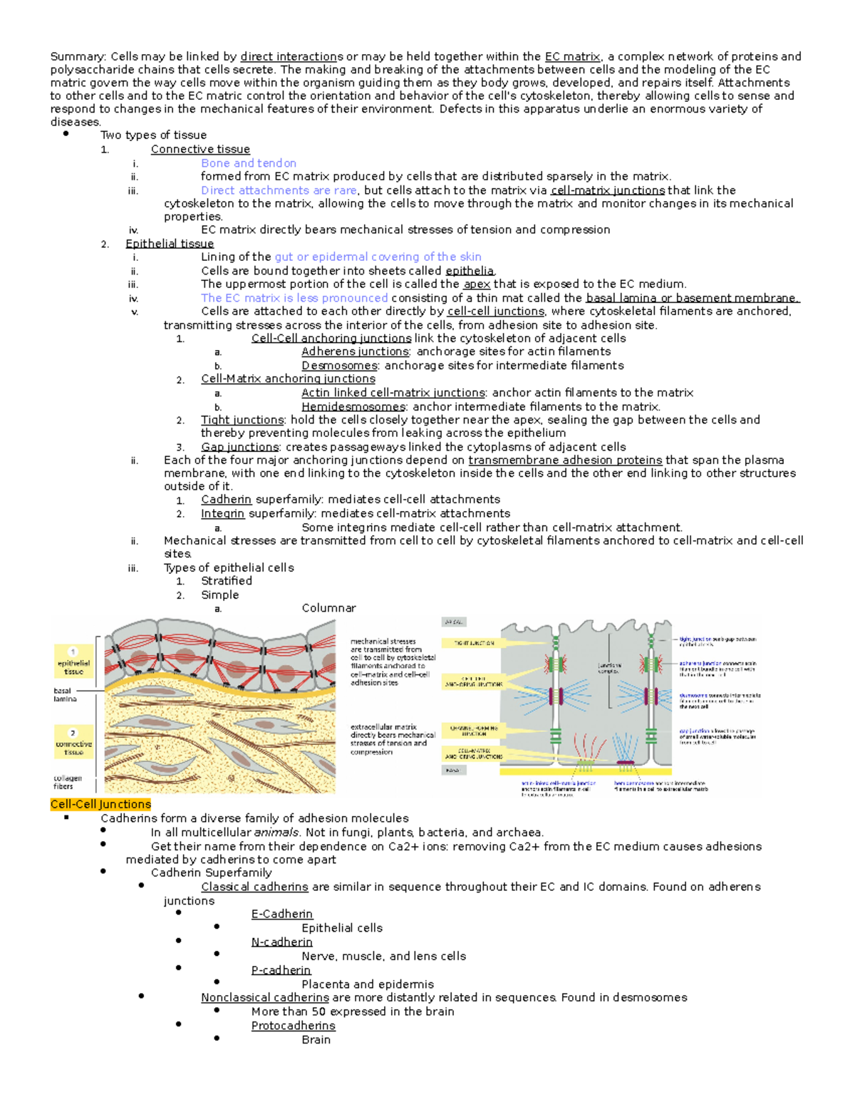 Cell junctions - Summary: Cells may be linked by direct interactions or ...