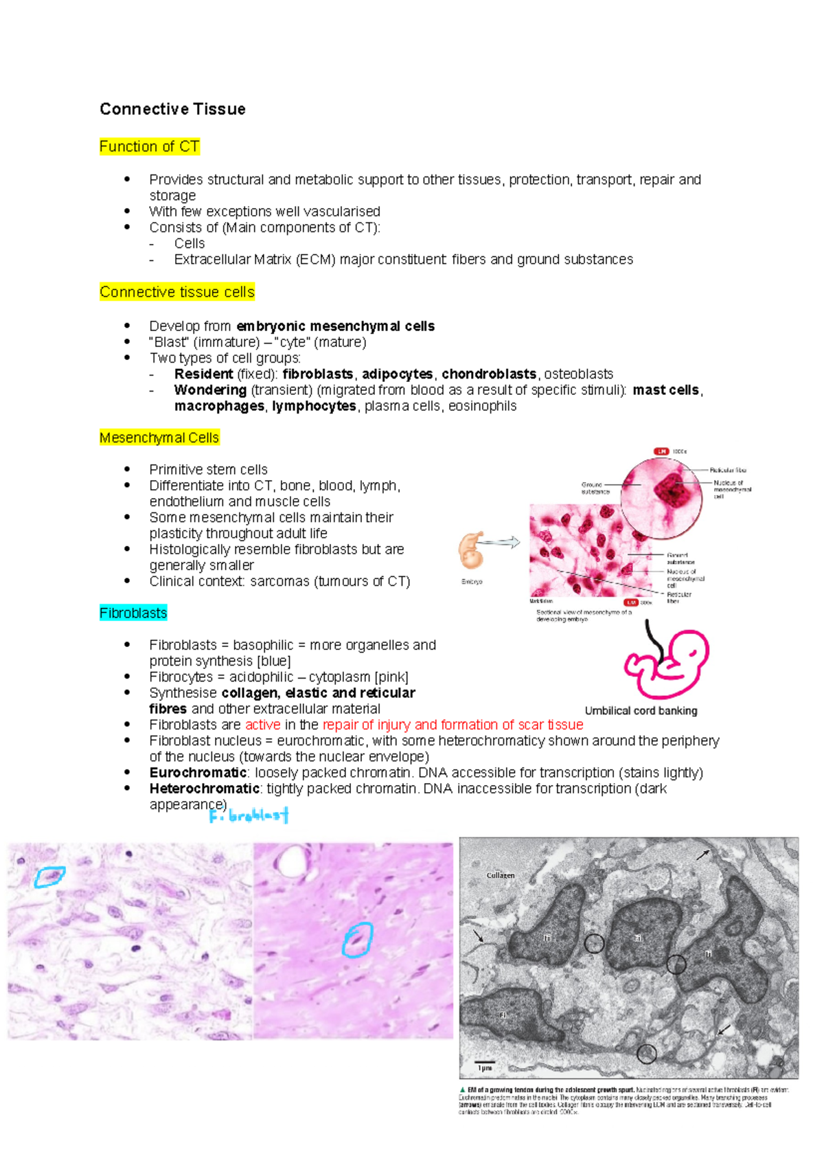 Connective Tissue and Specialised CT + Bone - Connective Tissue ...