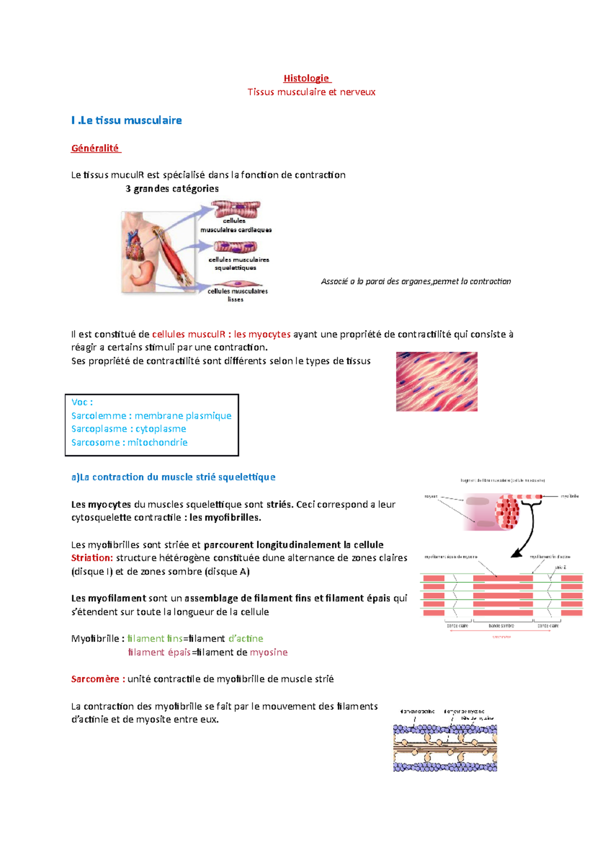 tissus musculaire et nerveux - Histologie Tissus musculaire et nerveux I .Le tissu musculaire ...