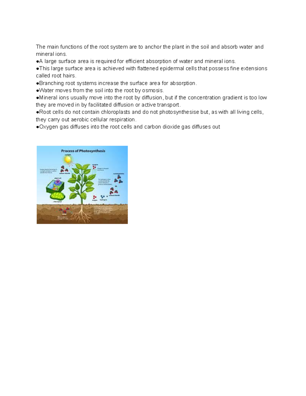 Biology notes - all - The main functions of the root system are to ...