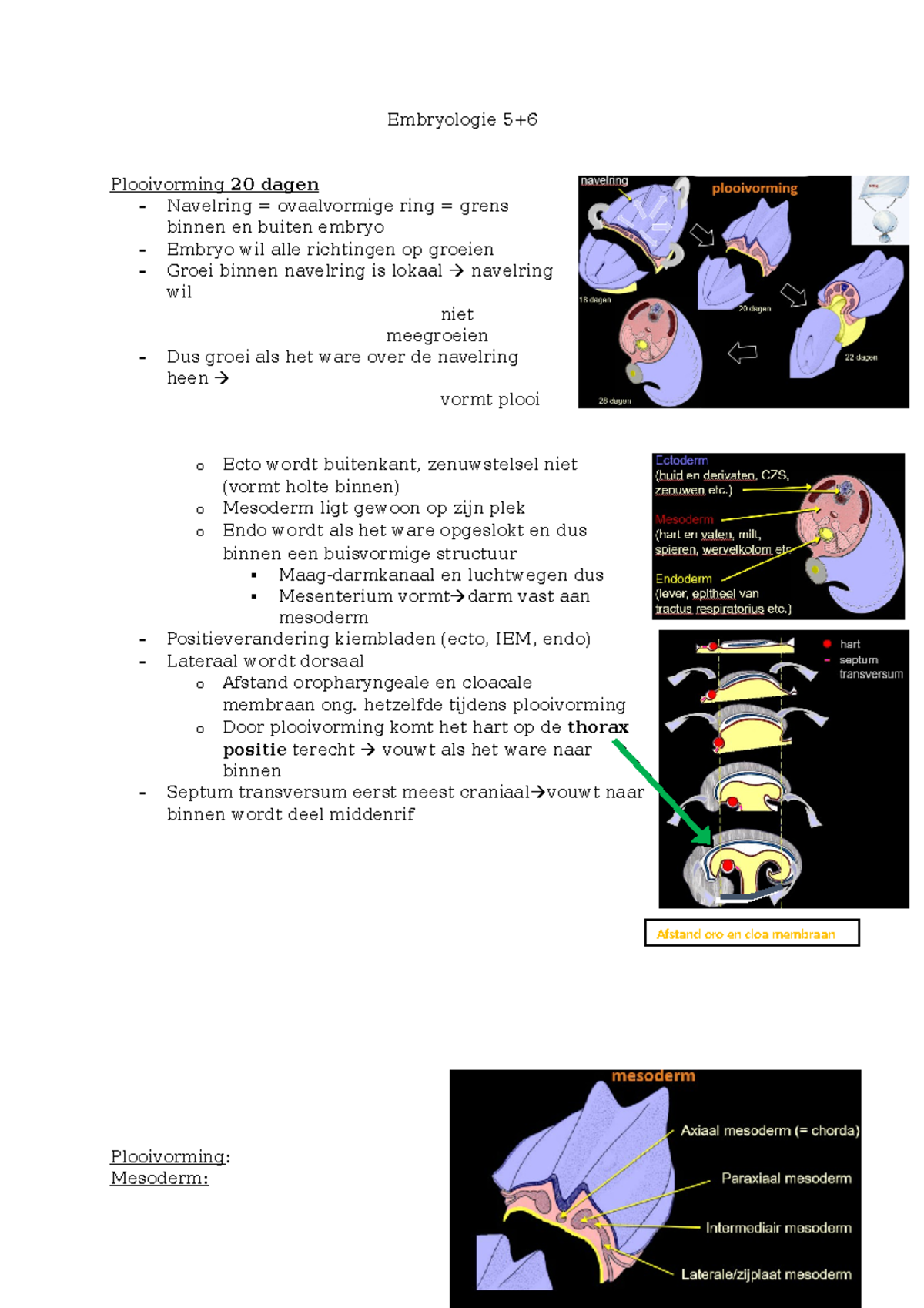 BMW embryologie HC 5 en 6 - Embryologie 5+ Plooivorming 20 dagen ...
