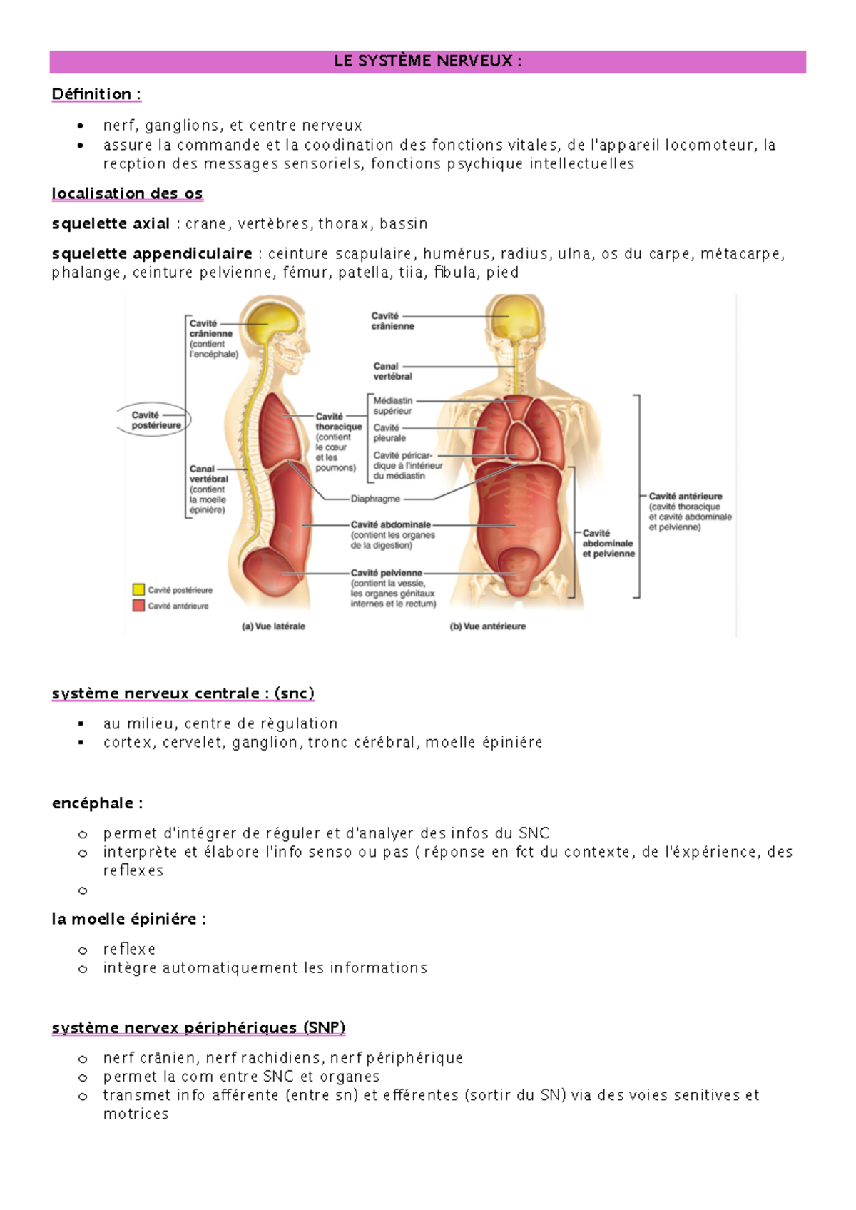 le système nerveux - LE SYSTÈME NERVEUX : Définition : - nerf ...