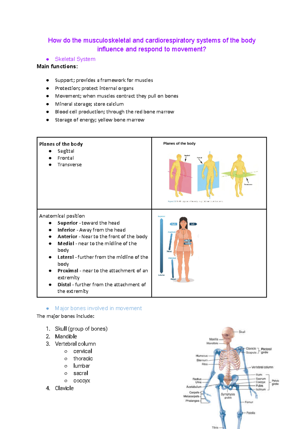 Pdhpe Prelim CORE 2 Notes - How do the musculoskeletal and ...