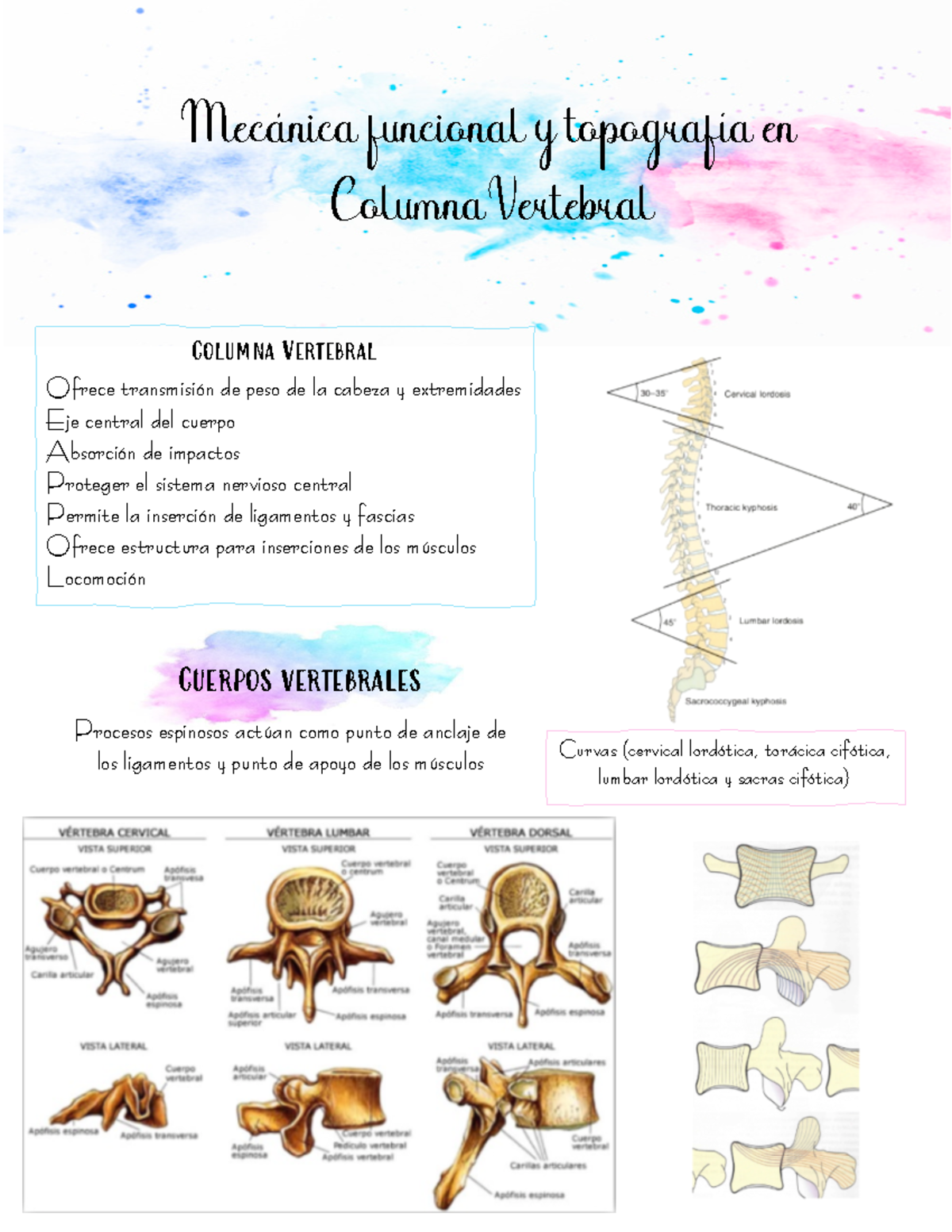 Mecánica funcional y topografía en Columna vertebral - Mecánica ...