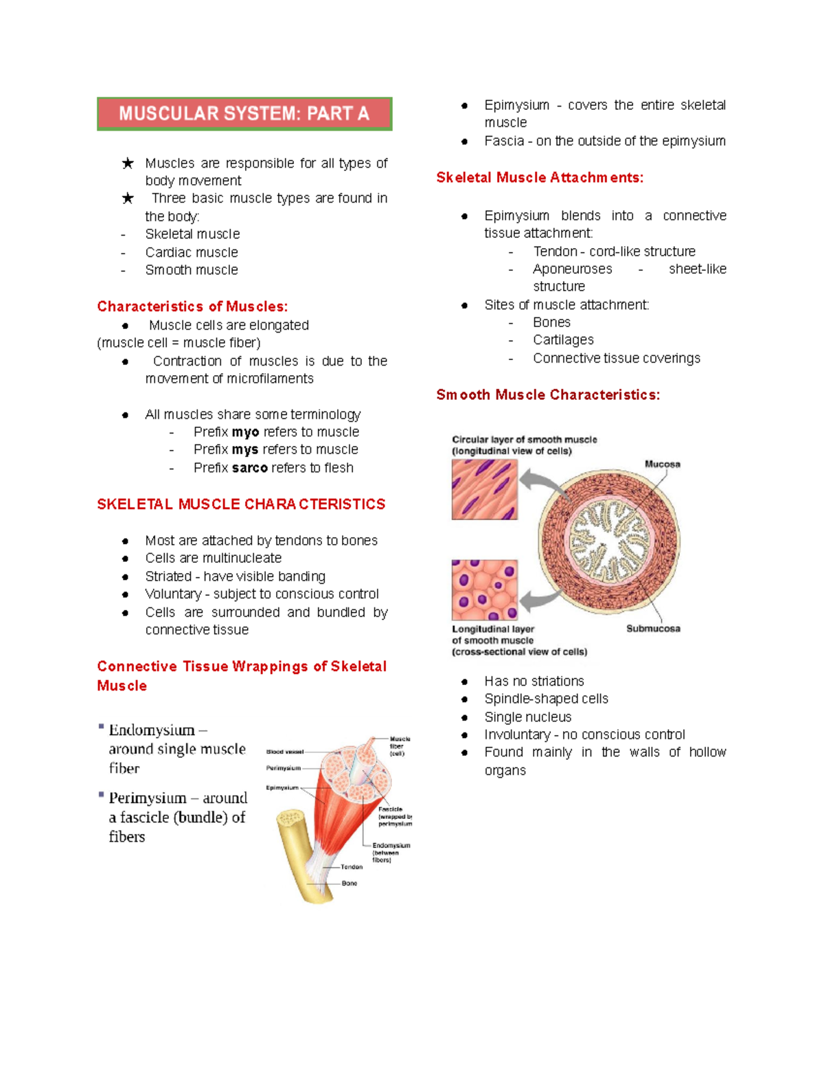 Muscular System - muscles - ★ Muscles are responsible for all types of ...