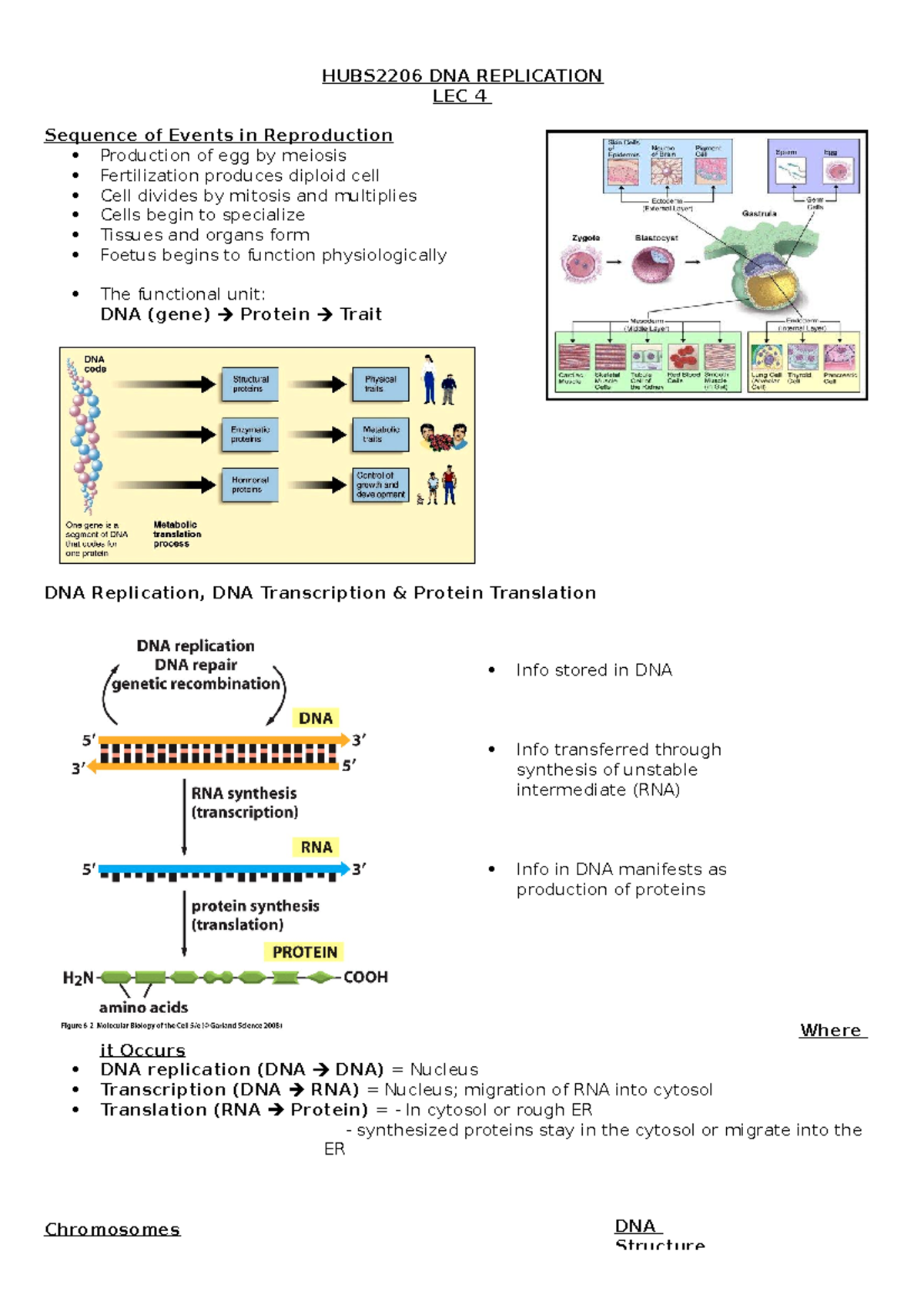 HUBS2206 LEC4 - DNA replication - HUBS2206 DNA REPLICATION LEC 4 ...
