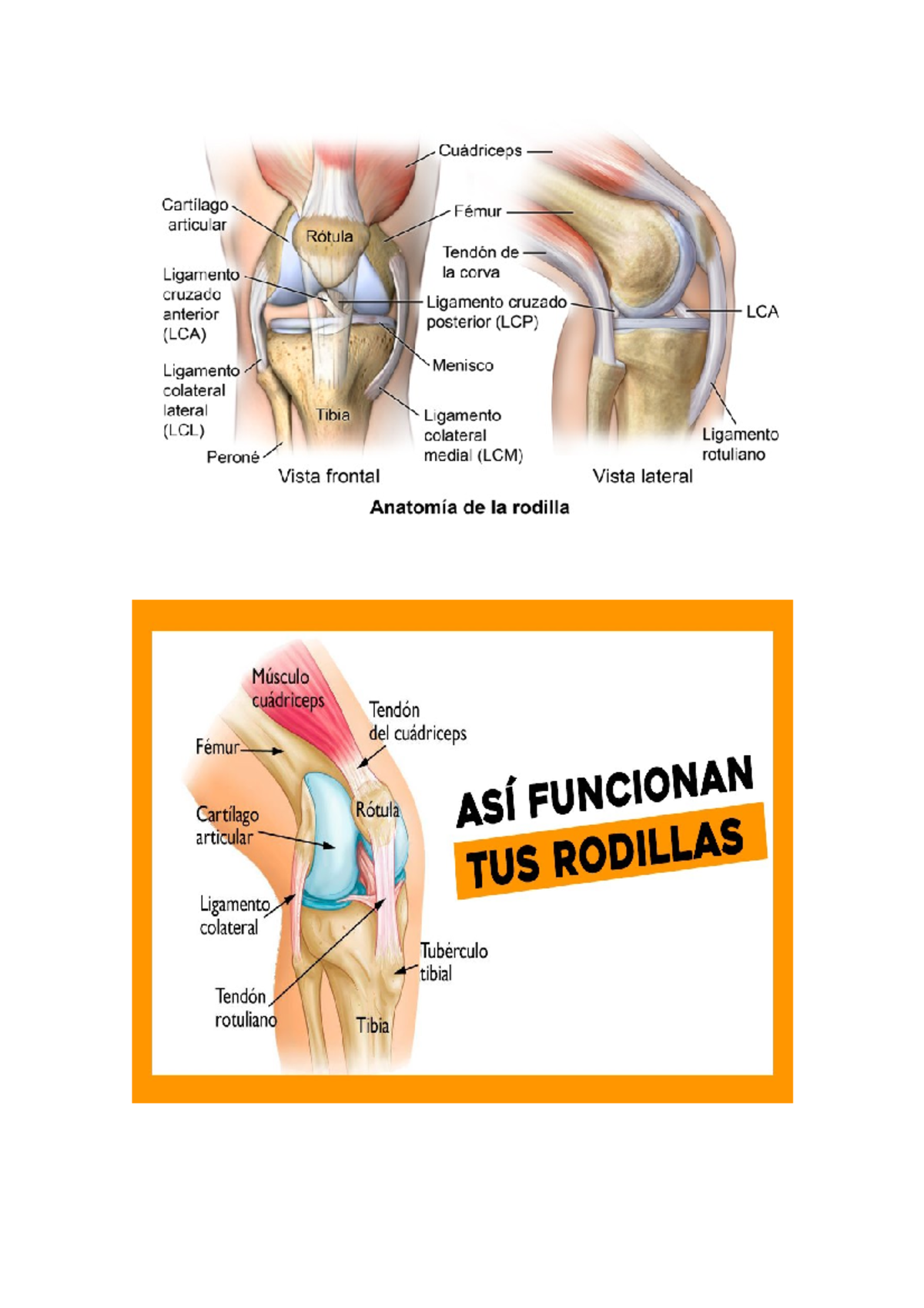 Anatomia de la rodilla - mmmmmmm - Studocu