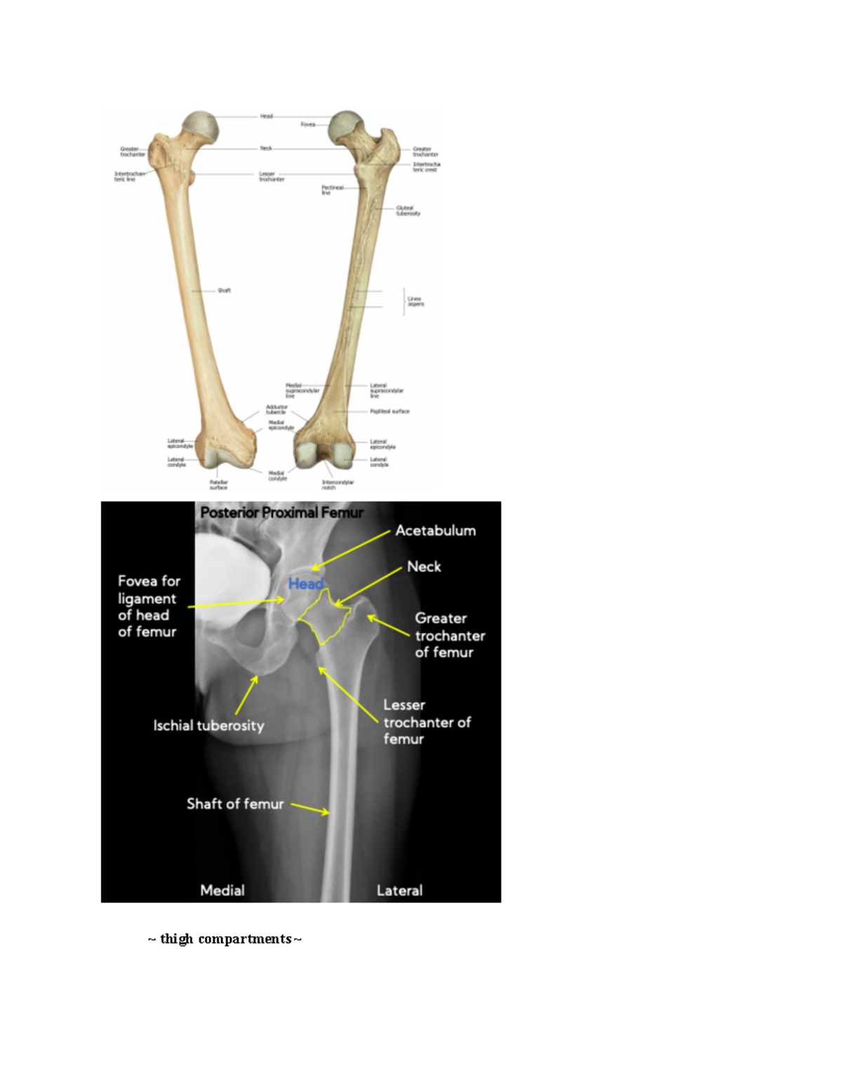 Anatomy thigh compartments - ~ thigh compartments ~ Anterior ...