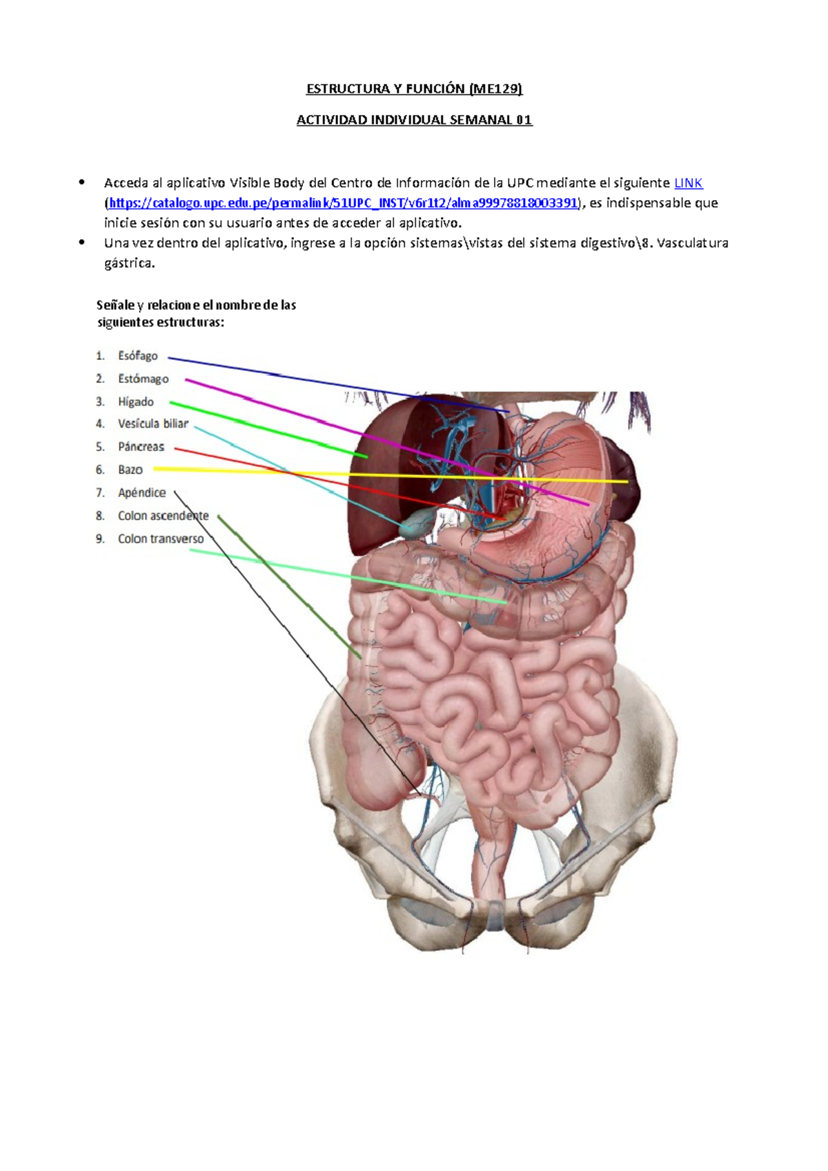 Tarea S1 Estructura y Función - ESTRUCTURA Y FUNCIÓN (ME129) ACTIVIDAD ...