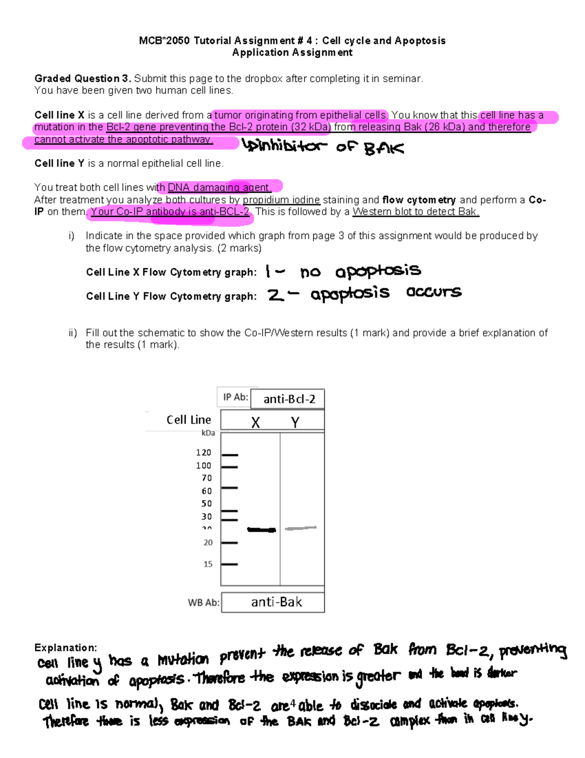 Cell Cycle and Apoptosis Seminar 4 PDF Fall2024 2 - MCB*2050 Tutorial Assignment # 4 : Cell ...