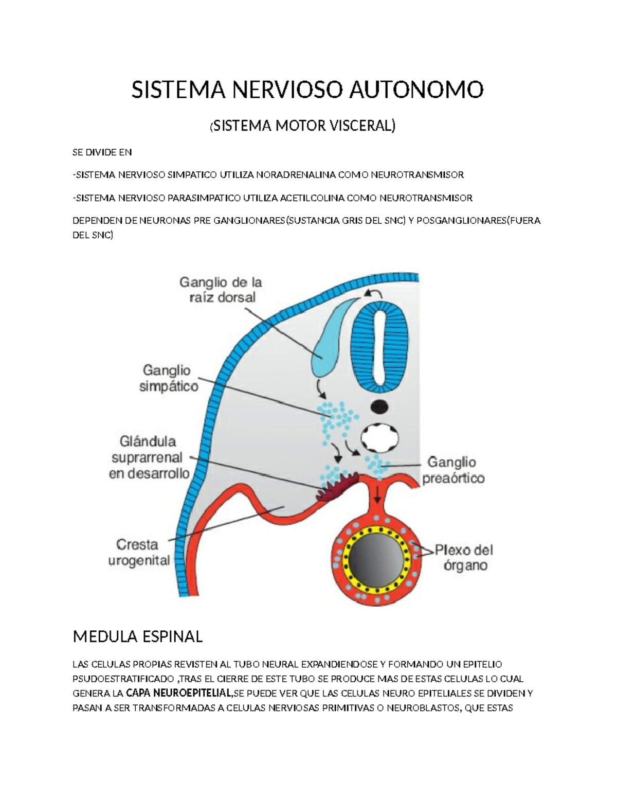 Sistema Nervioso Autonomo - SISTEMA NERVIOSO AUTONOMO (SISTEMA MOTOR ...