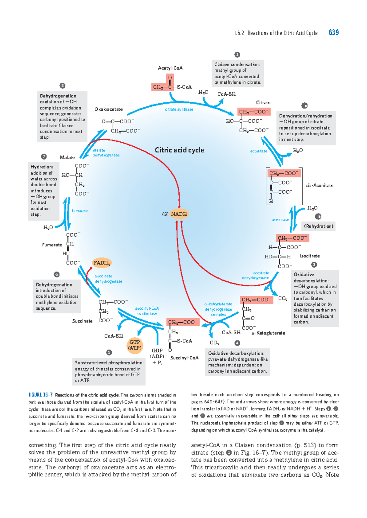 670 - Detail about Kreb’s cycle - 16 Reactions of the Citric Acid Cycle ...