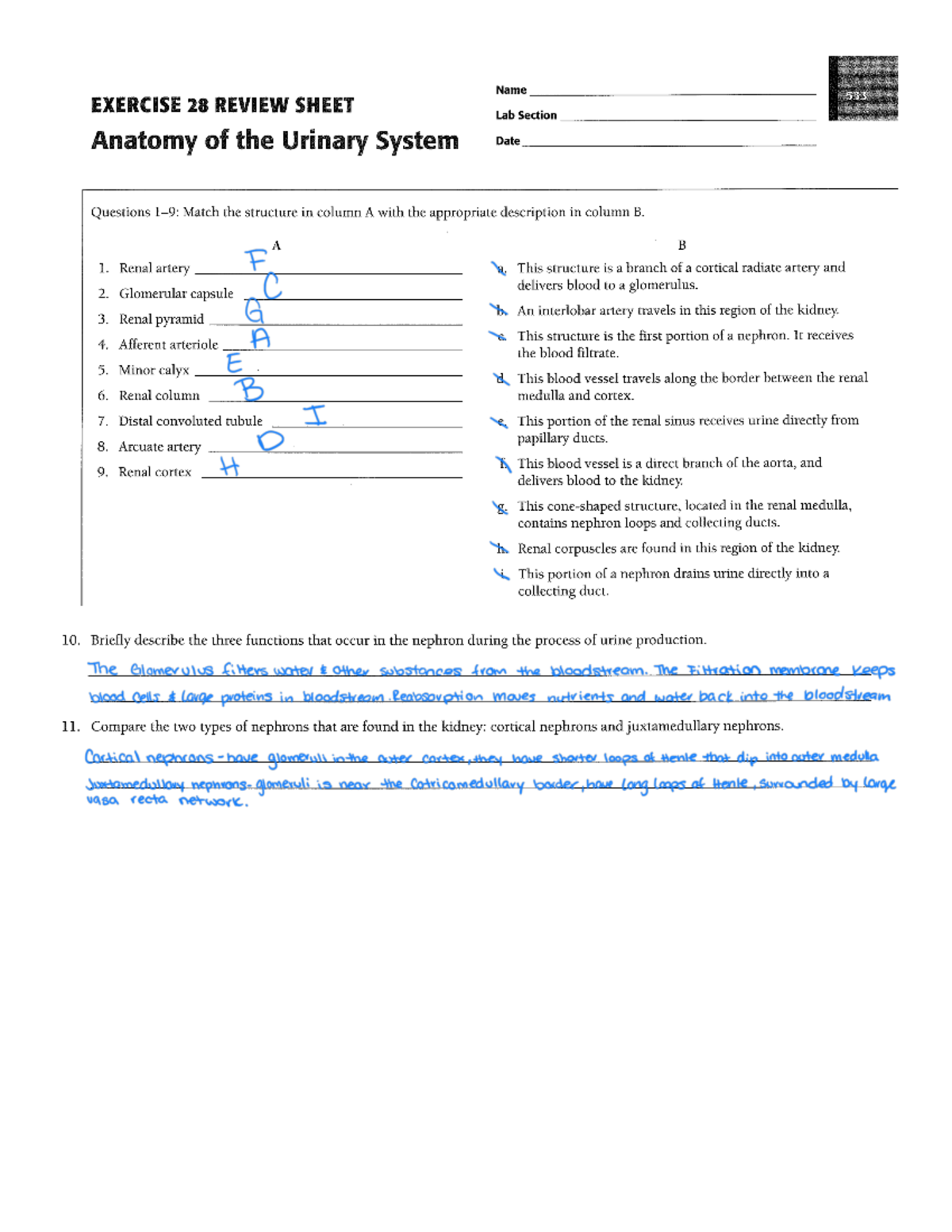 Lab -Urinary System - Lab - BIOL-211 - Studocu