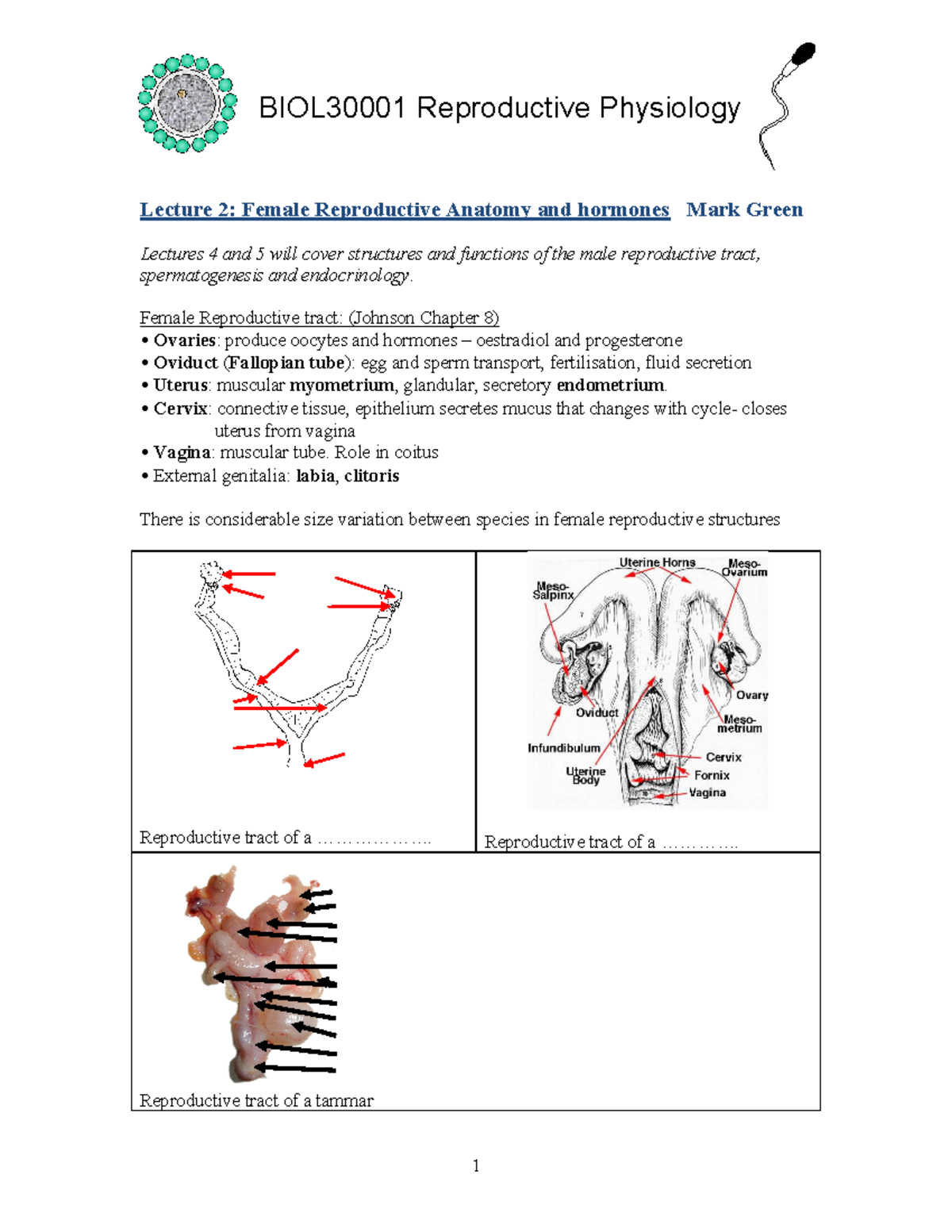 BIOL30001-2023-02-female notes - Lecture 2: Female Reproductive Anatomy ...
