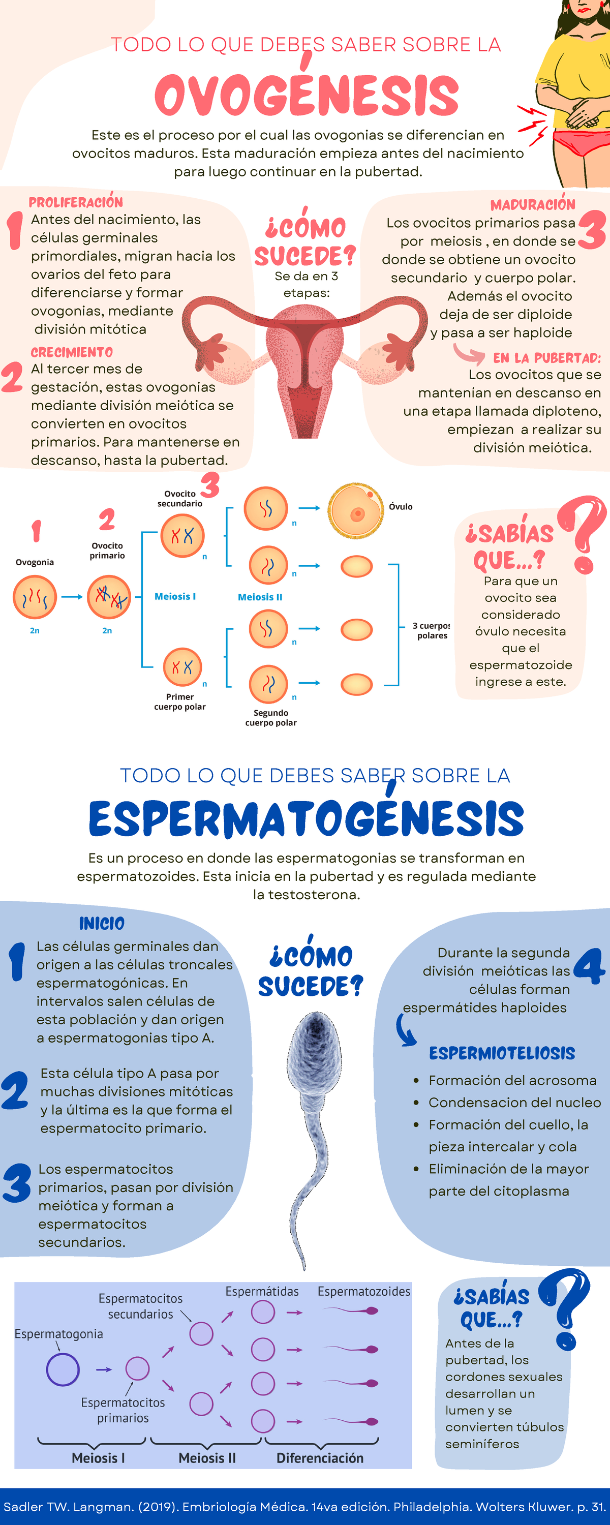 Infografía Ovogénesis Y Espermatogénesis - OVOGÉNESIS TODO LO QUE DEBES ...