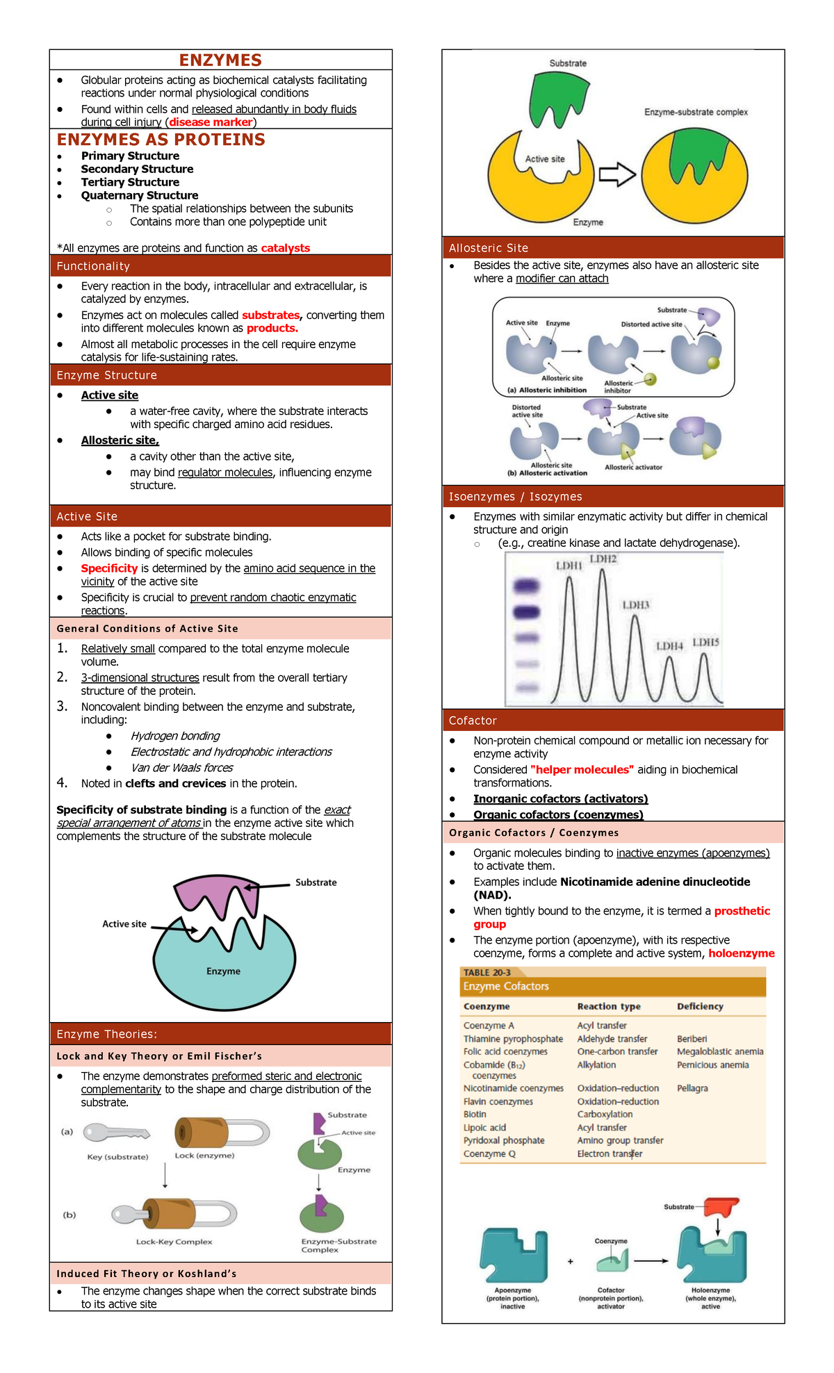 Enzymes - ENZYMES • Globular proteins acting as biochemical catalysts ...