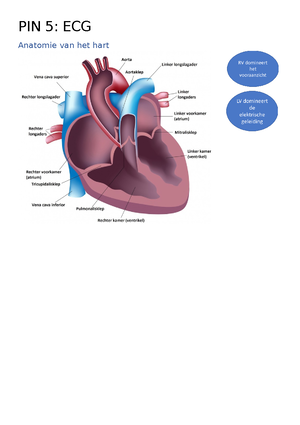 bloedsomloop pxl - De bloedsomloop 13 arteriën, arteriolen, capillairen ...