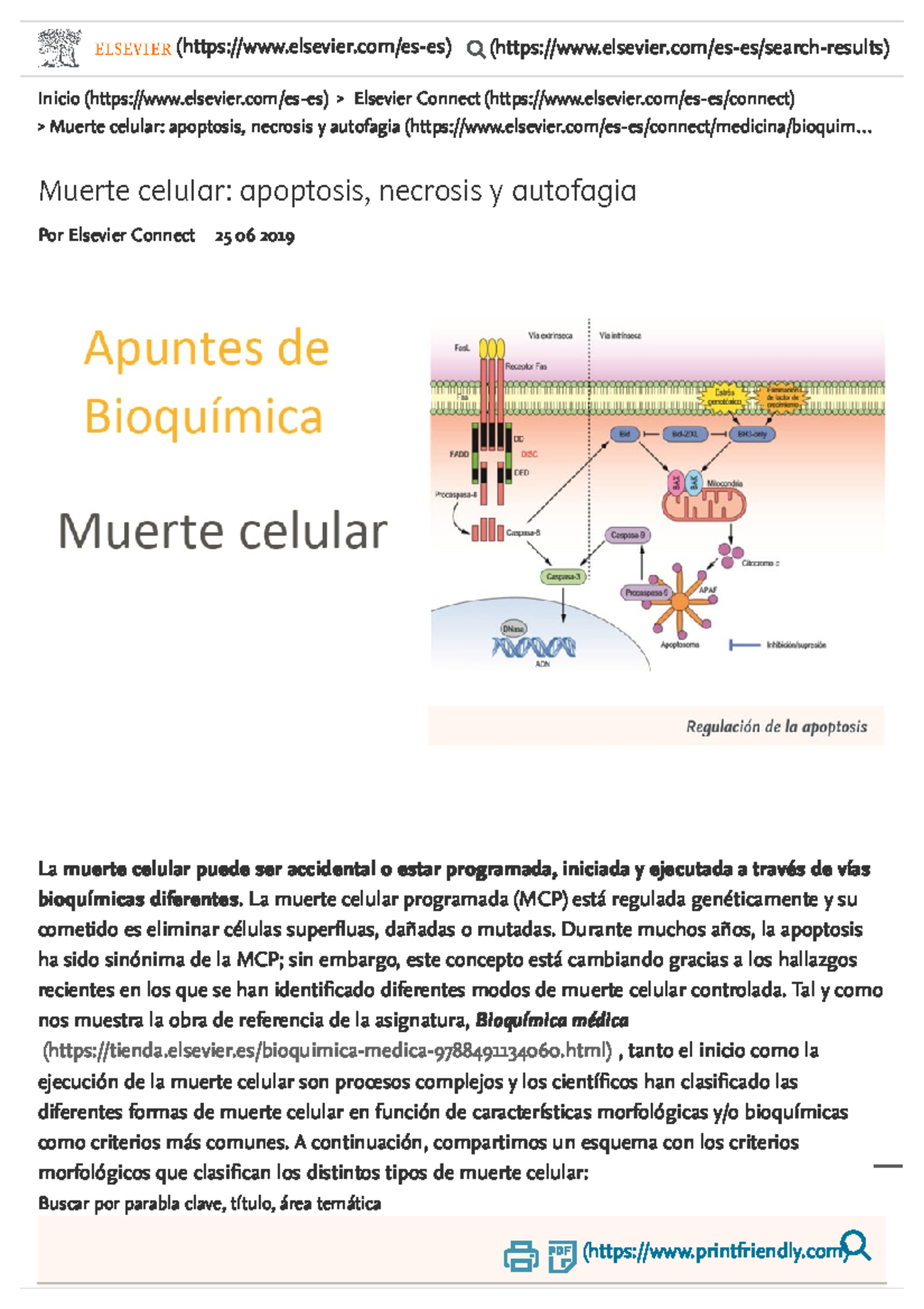 Muerte celular apoptosis, necrosis y autofagia - La muerte celular puede ser accidental o estar ...