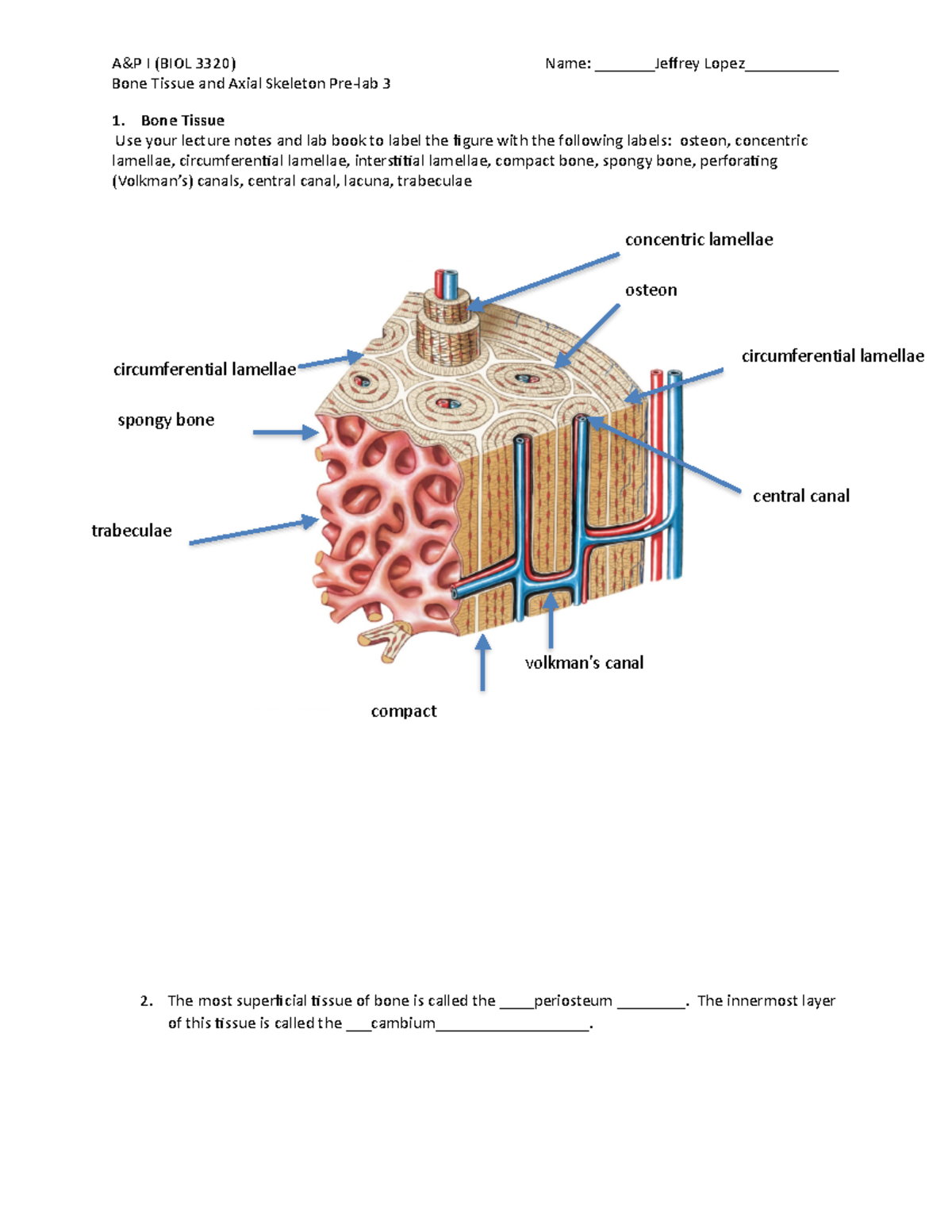 Prelab 3 Bone Tissue and Axial Skeleton-1 - Bone Tissue and Axial ...