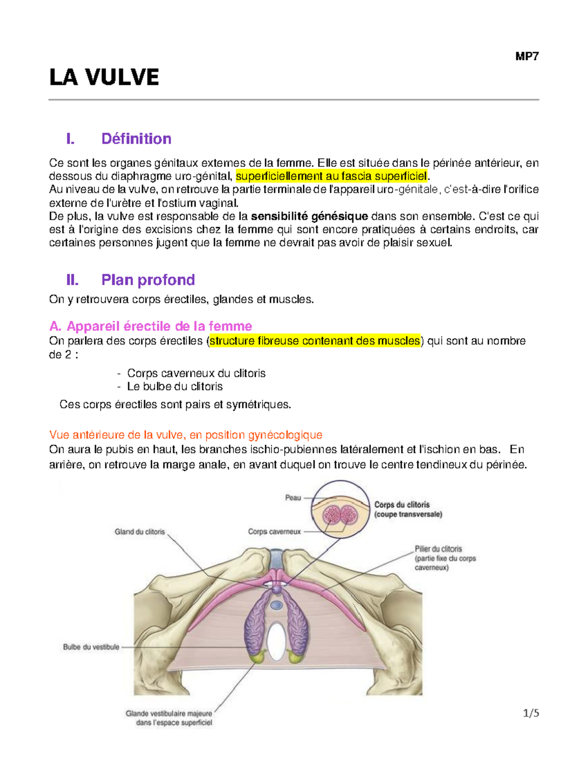 UE8 MP 7 - La vulve - MP7 LA VULVE I. Ce sont les organes externes de ...