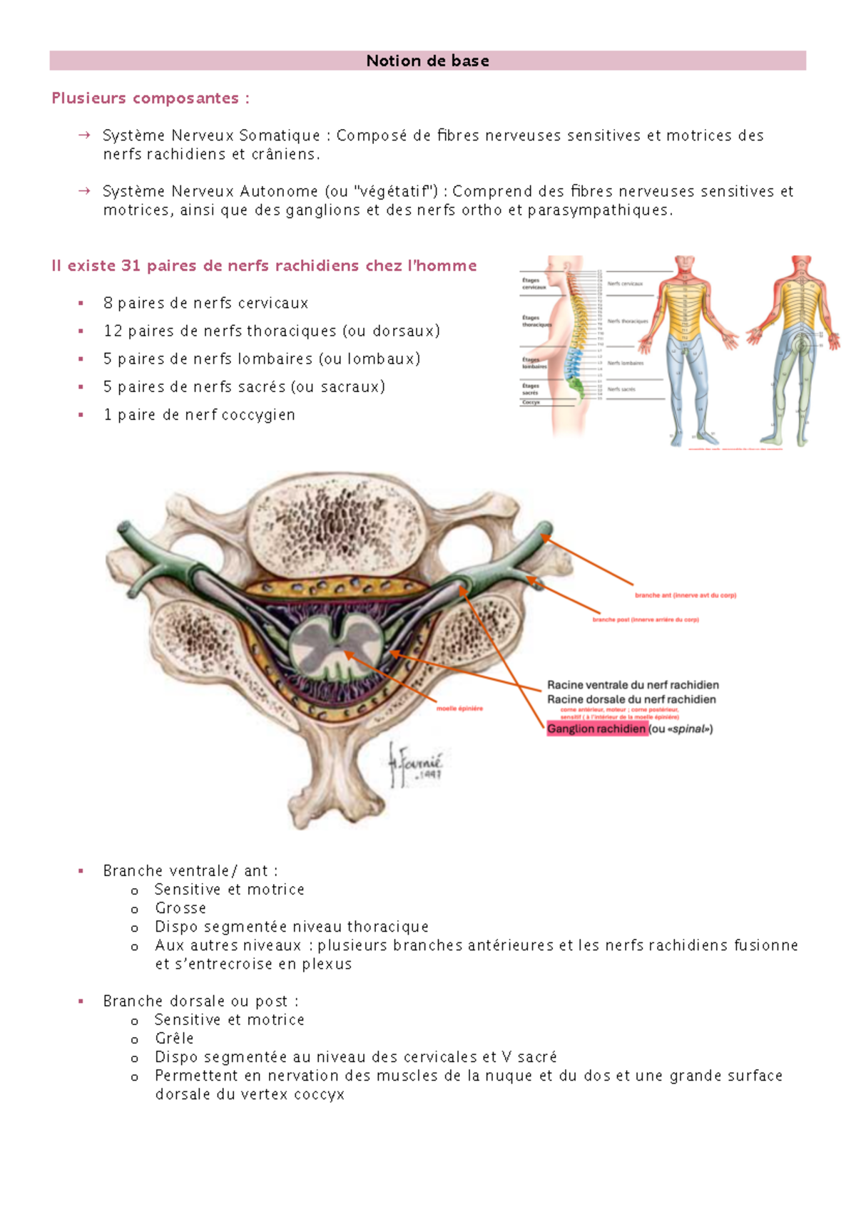 Système nerveux périphérique synthèse - Notion de base Plusieurs ...