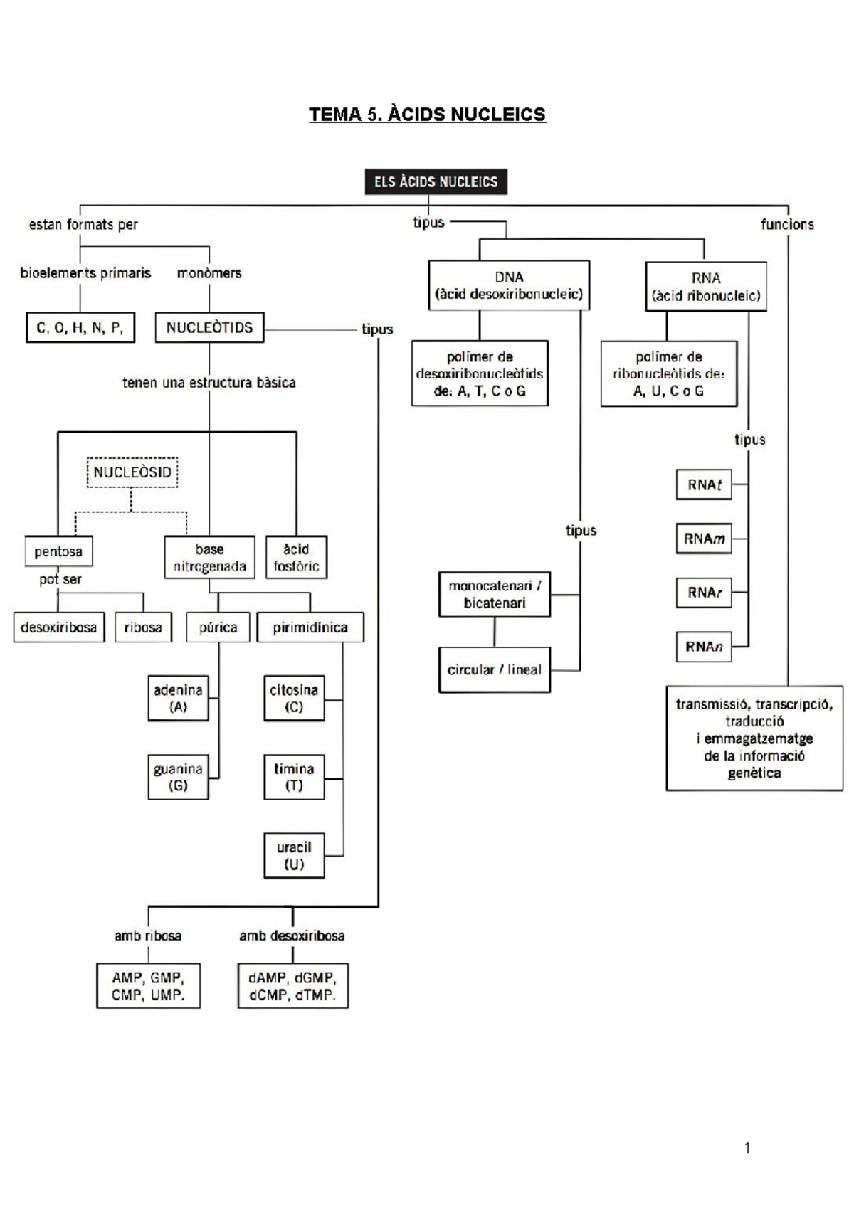 Apunts d'Àcids Nucleics - Biologia 1r Batxillerat INS Sobrequés - TEMA 5. ÀCIDS NUCLEICS 1 ...
