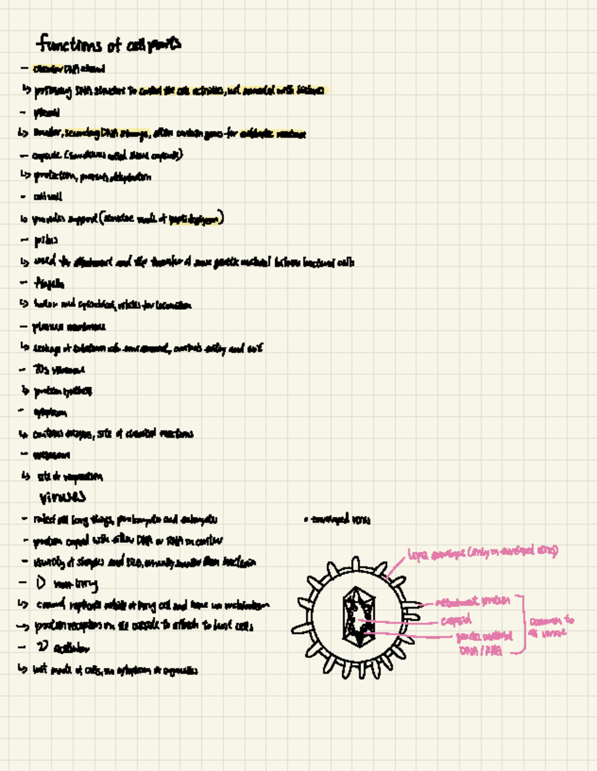 Cell biology - notes on prokaryotic organelles and viruses - functions ...