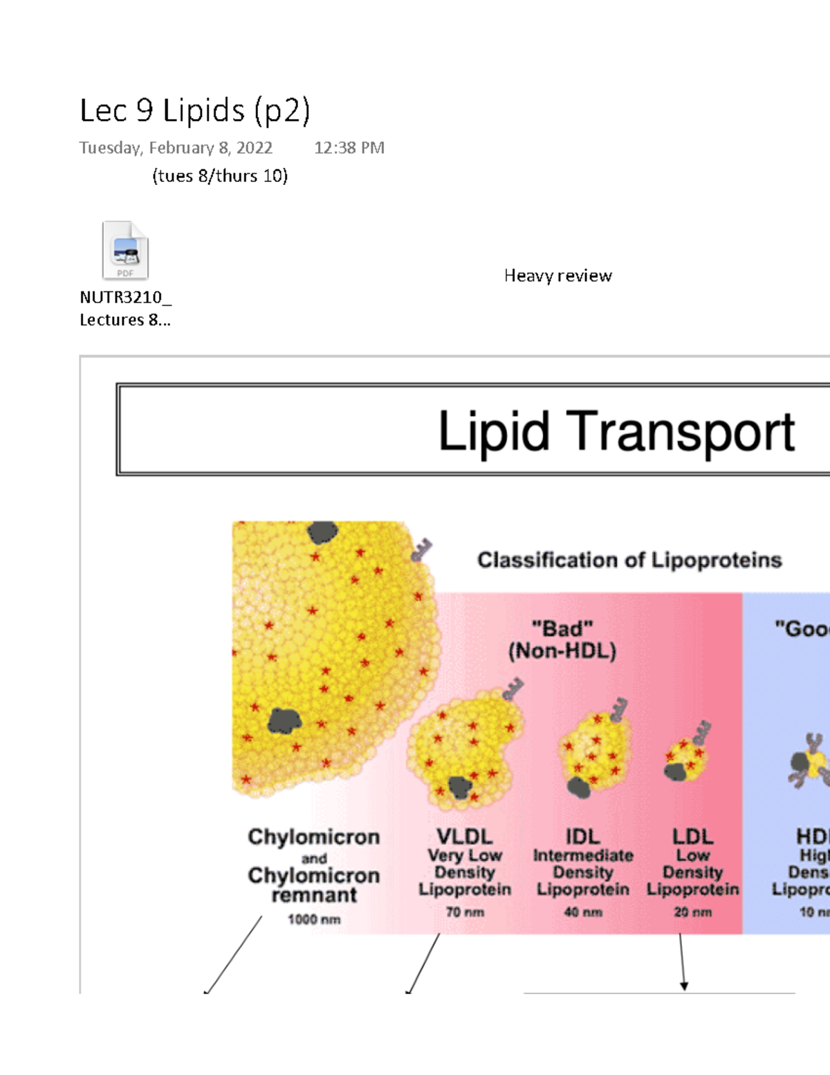Lecture 9: lipids. completed note - NUTR3210_ Lectures 8... Heavy ...