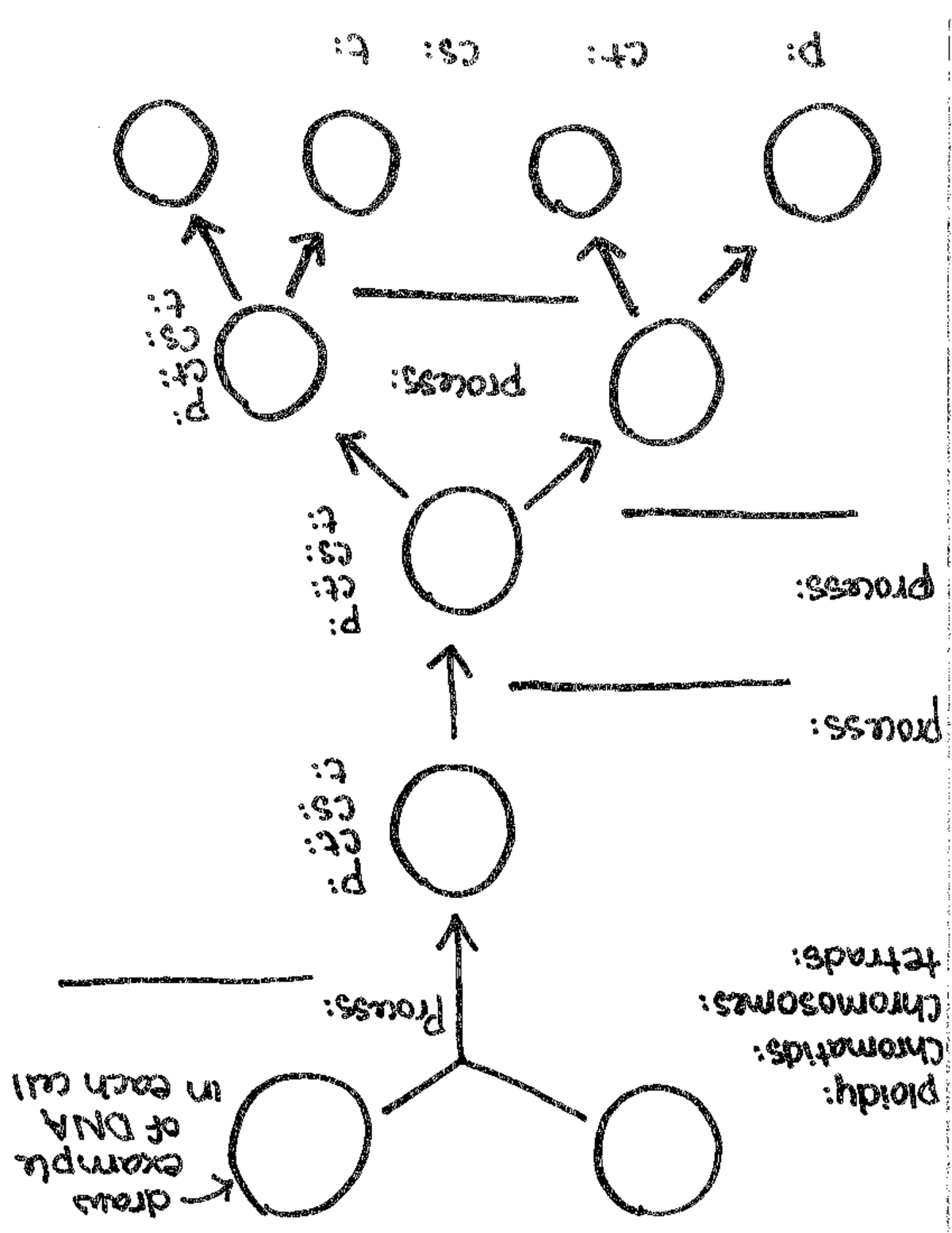 Counting Chromosomes - Worksheet to practice meiosis - BIOL K101 - draw ...