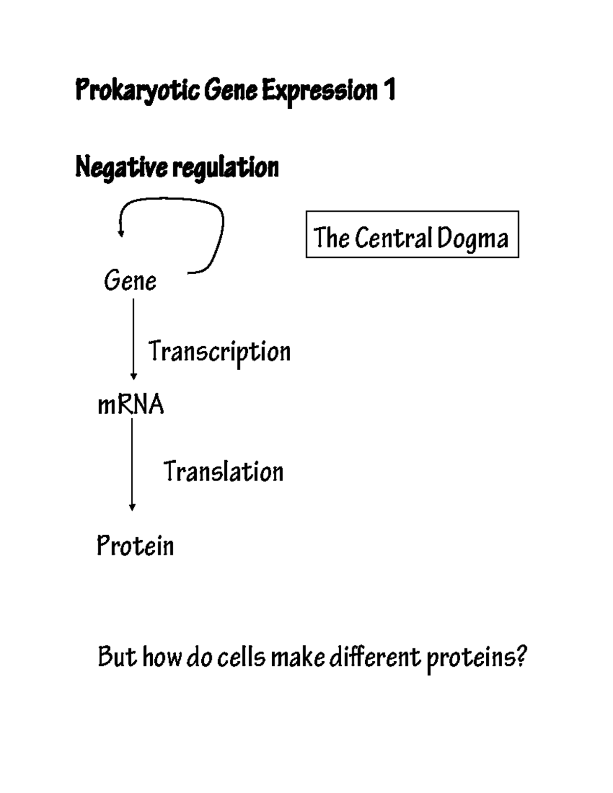 Topic 7 Bio 260 Negative regulation Lac 1 - Gene Protein Transcription ...