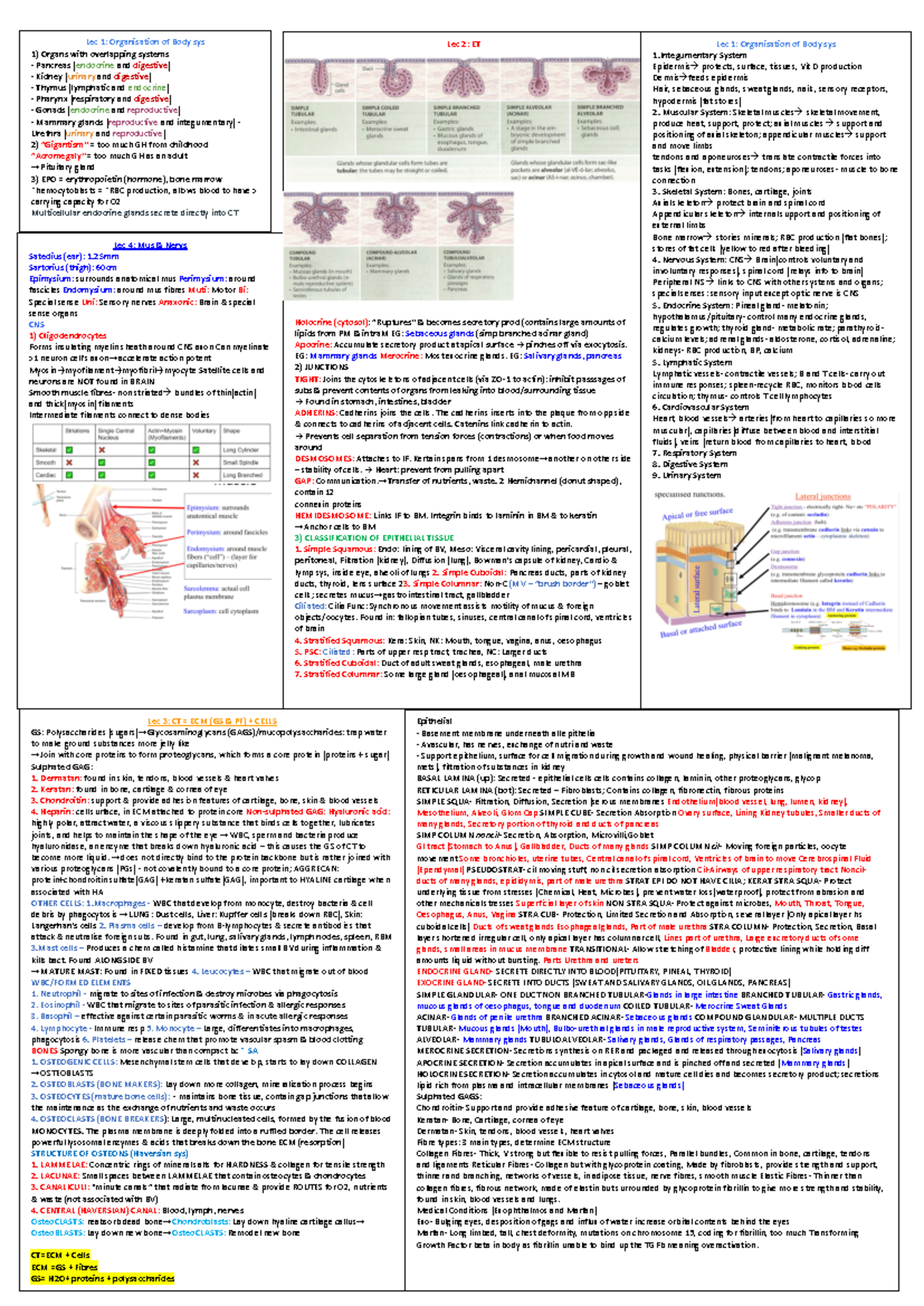 107 mid sem cheat sheet - Lec 1: Organisation of Body sys Organs with ...
