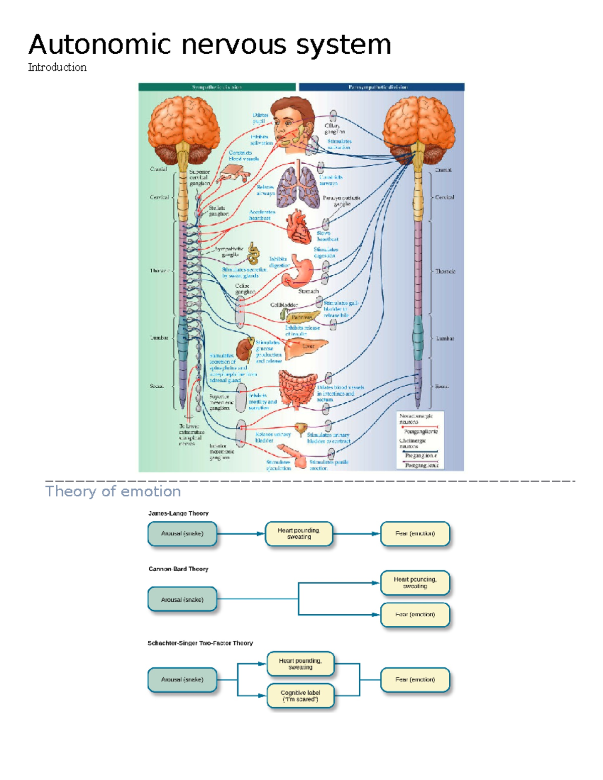 3. ANS and brainstem circuits - Autonomic nervous system Introduction ...