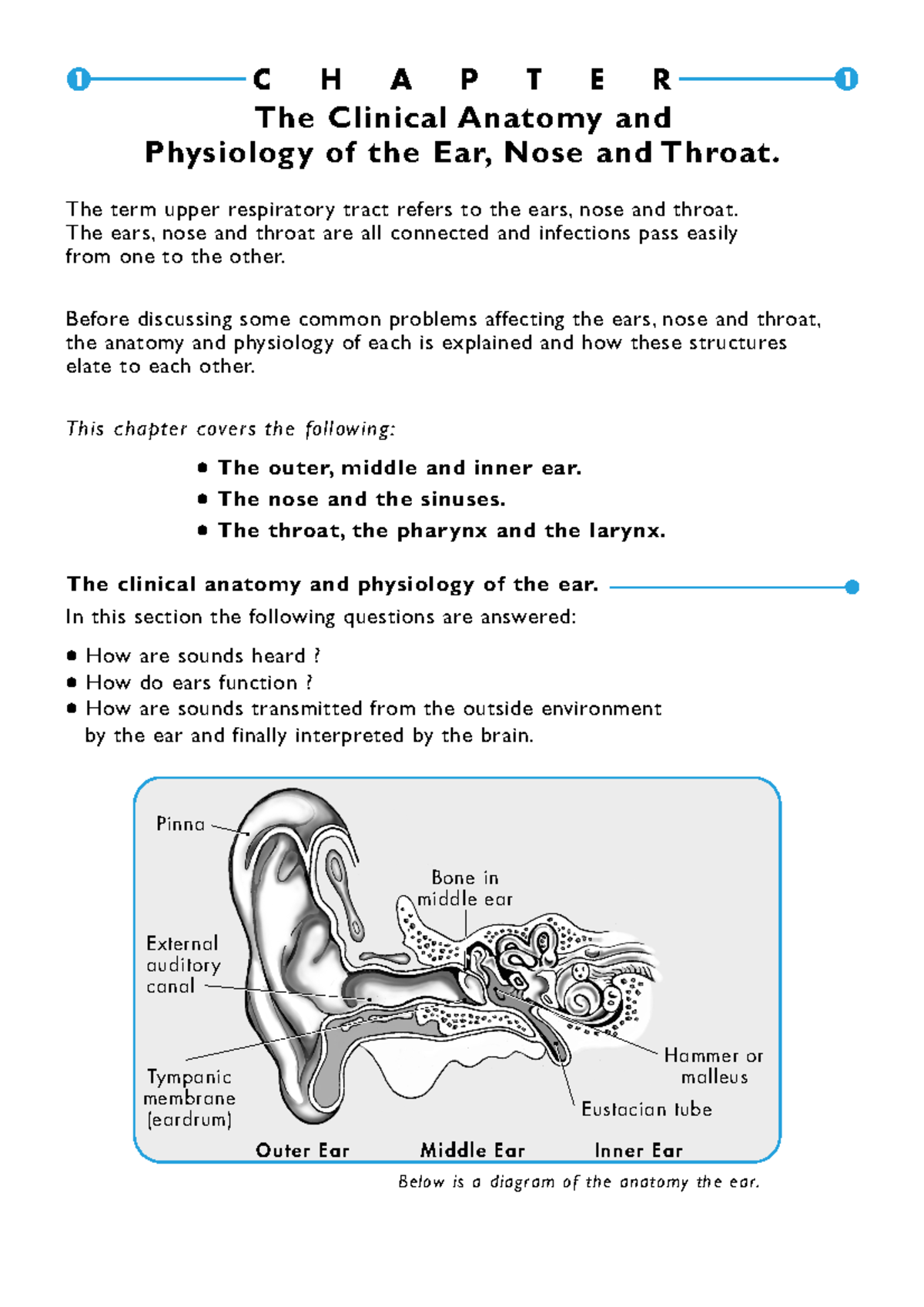 Anatomy of ENT - C H A P T E R The Clinical Anatomy and Physiology of ...