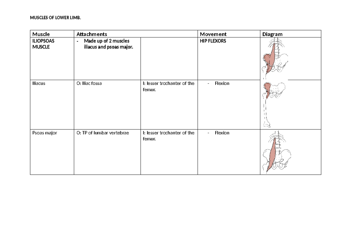 Muscles OF Lower LIMB - Muscle Attachments Movement Diagram ILIOPSOAS ...