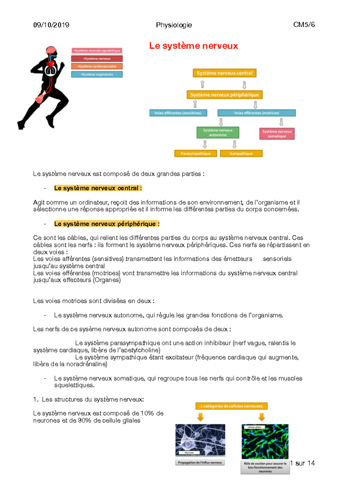 CM N°5 Physiologie - Cours de CM - Le système nerveux Le système ...