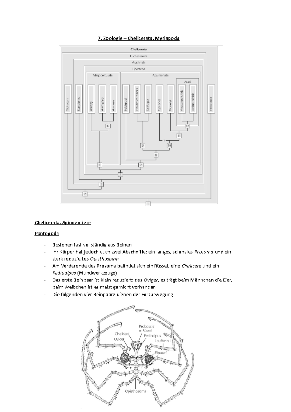 Spezielle Zoologie Chelicerata - Zoologie – Chelicerata, Myriapoda ...
