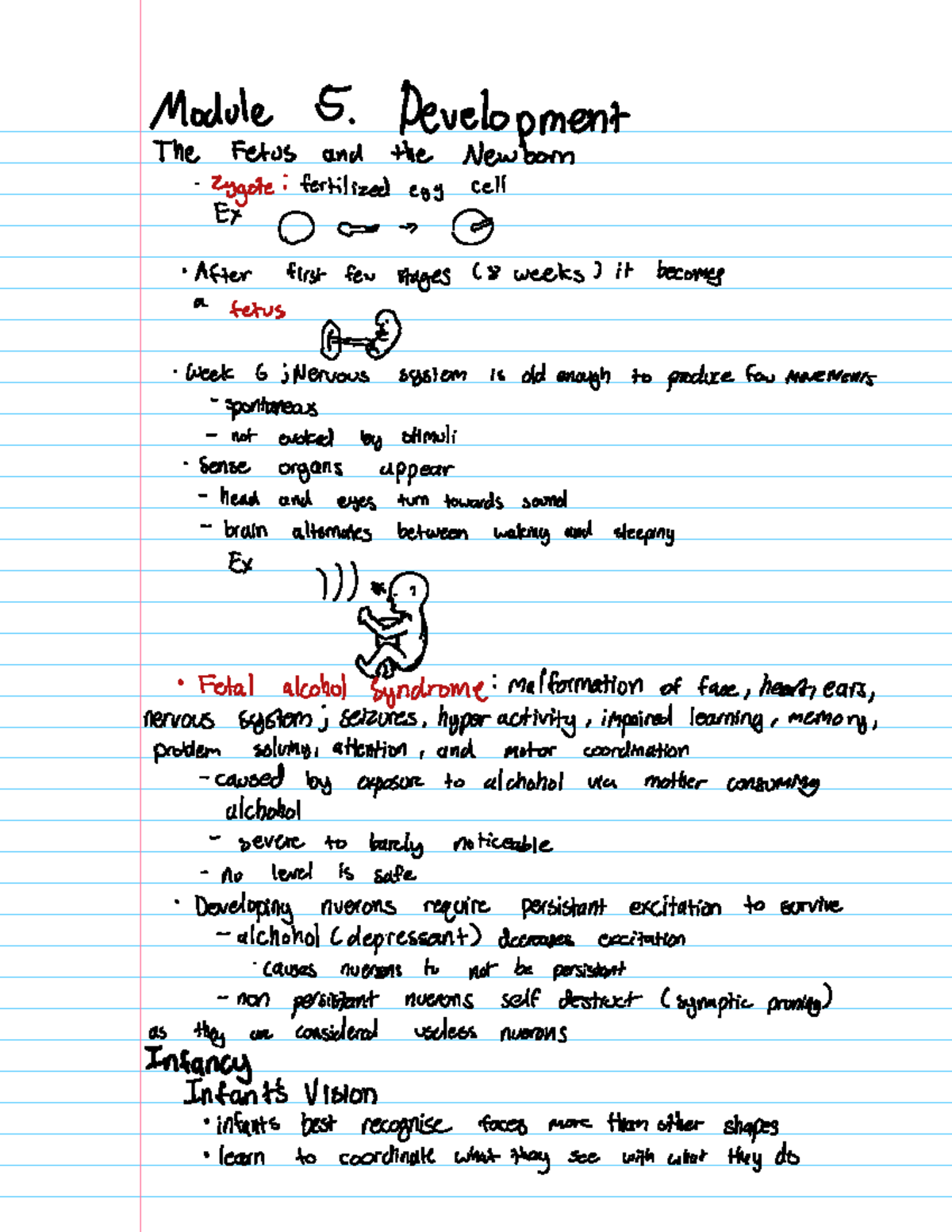 Kalat Ch. 5 Reading - Module 5 Development The Fetus and the Newborn ...
