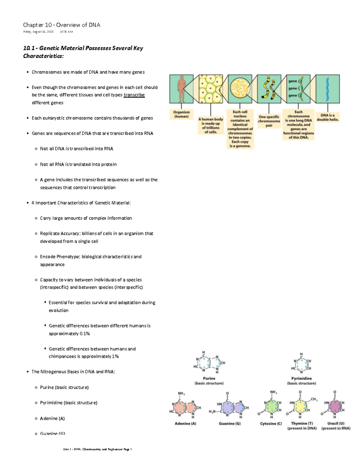 Chapter 10 - Overview of DNA - 10 - Genetic Material Possesses Several ...
