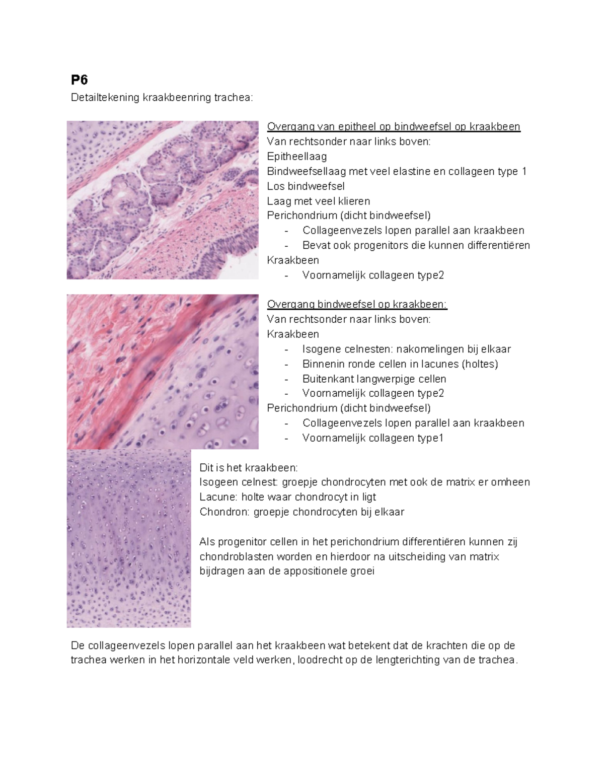 Weefsels microscoop practica 6tm11 voor de eindtoets - P Detailtekening ...