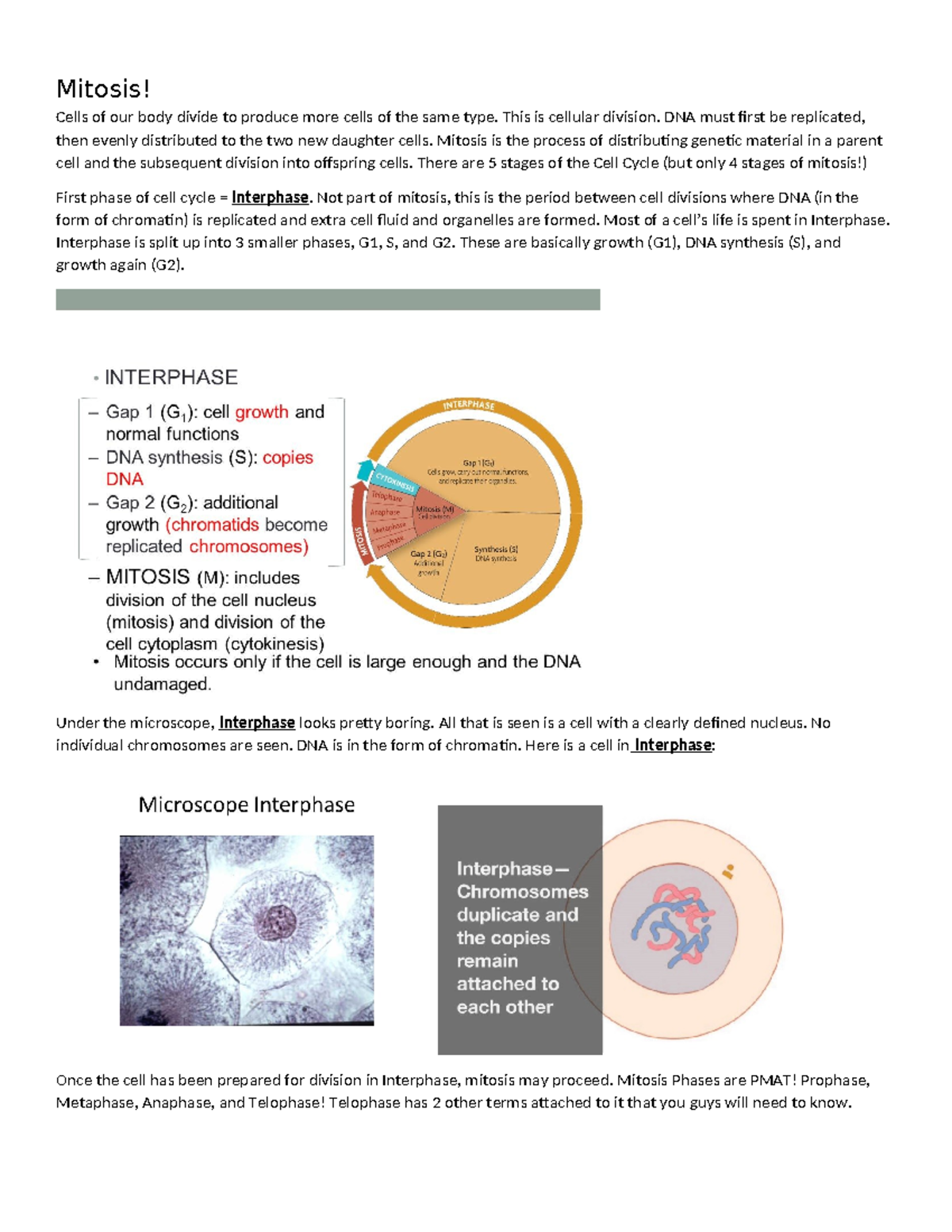Mitosis Notes - Mitosis! Cells of our body divide to produce more cells ...