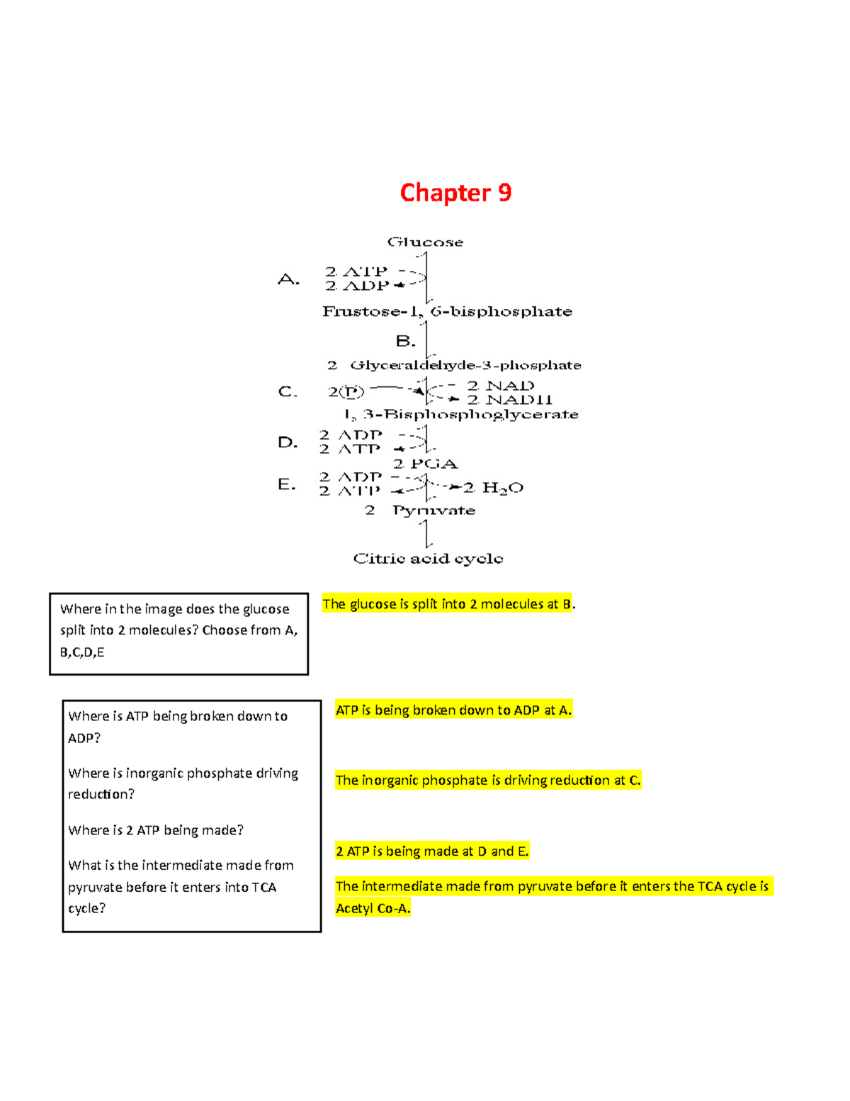 WEEK 6-HW- Chapter 9 - Adam Neal Bio-181 7AM Homework Assignment - Chapter 9 The glucose is ...