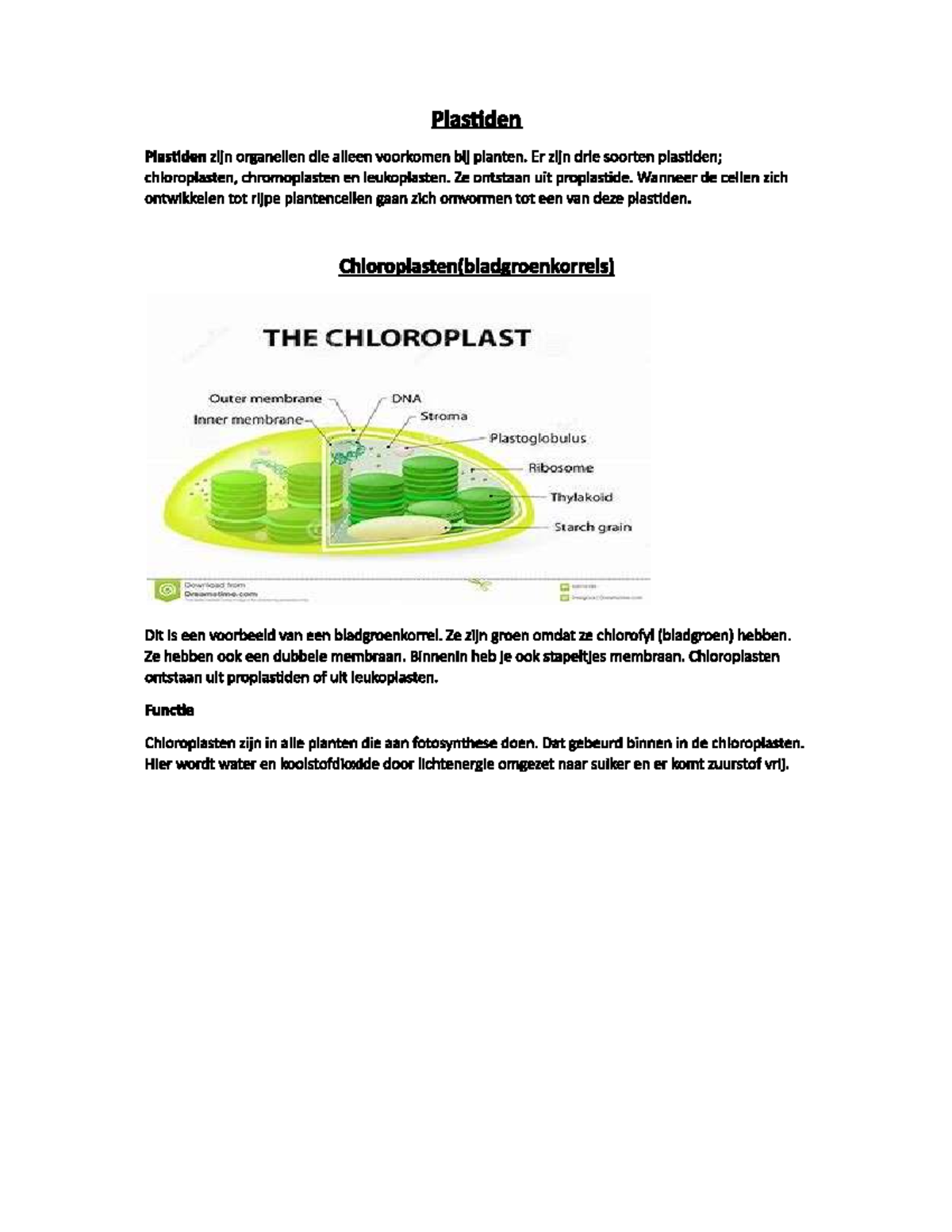 Plastiden - s o r r y - Medische Wetenschappen - Studocu