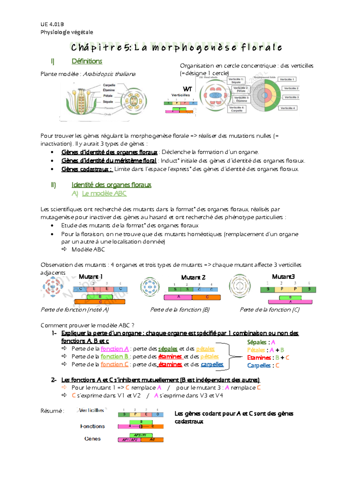 Chapitre 5-La morphogenèse florale - UE 4 Physiologie végétale C H A P ...