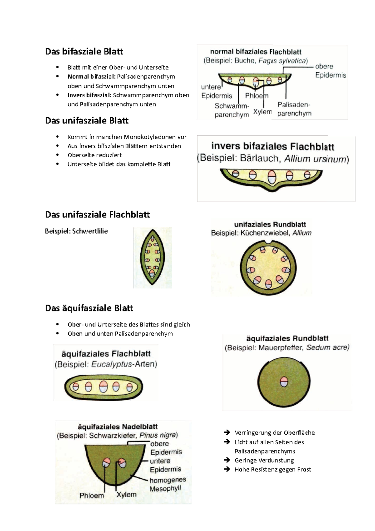 Zusammenfassung 8 BFP Transpiration - Das bifasziale Blatt Blatt mit ...